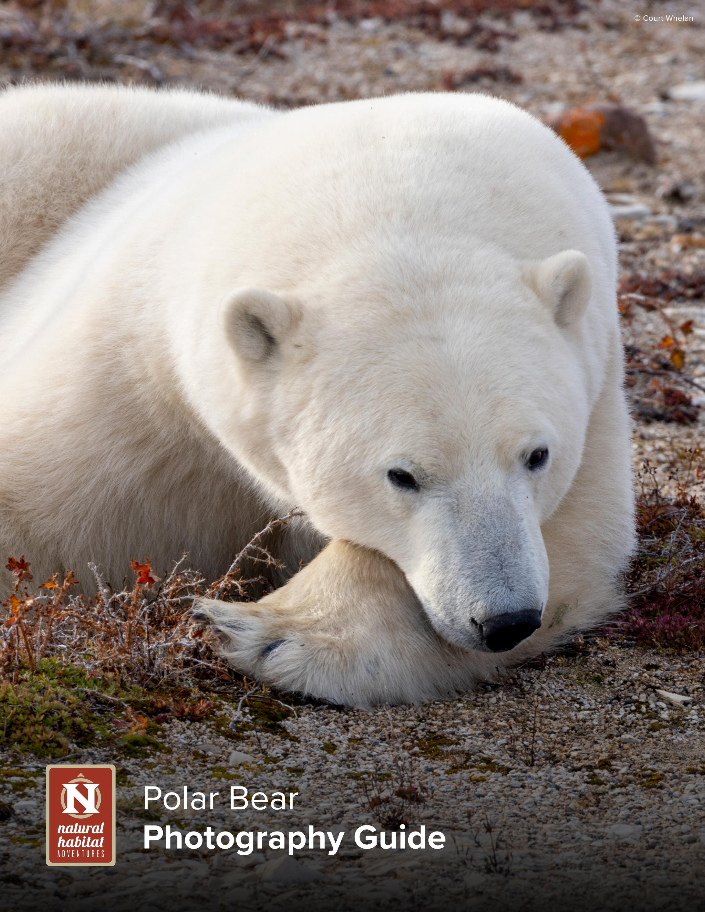 Polar Bear Photography Guide by Natural Habitat Adventures - Issuu