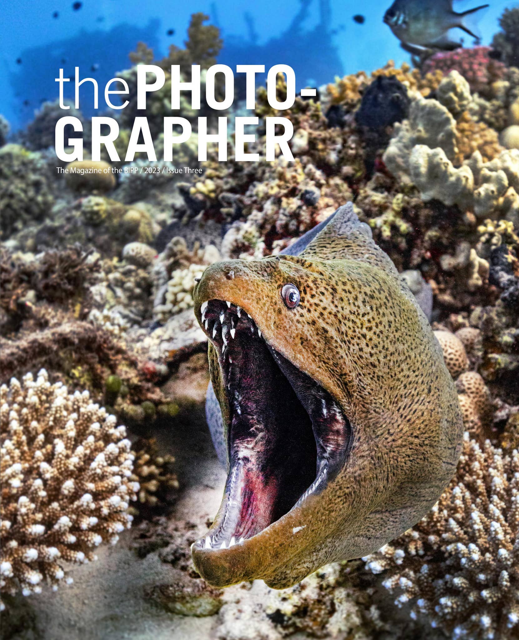 the Photographer - Issue Three 2023 by British Institute of ...
