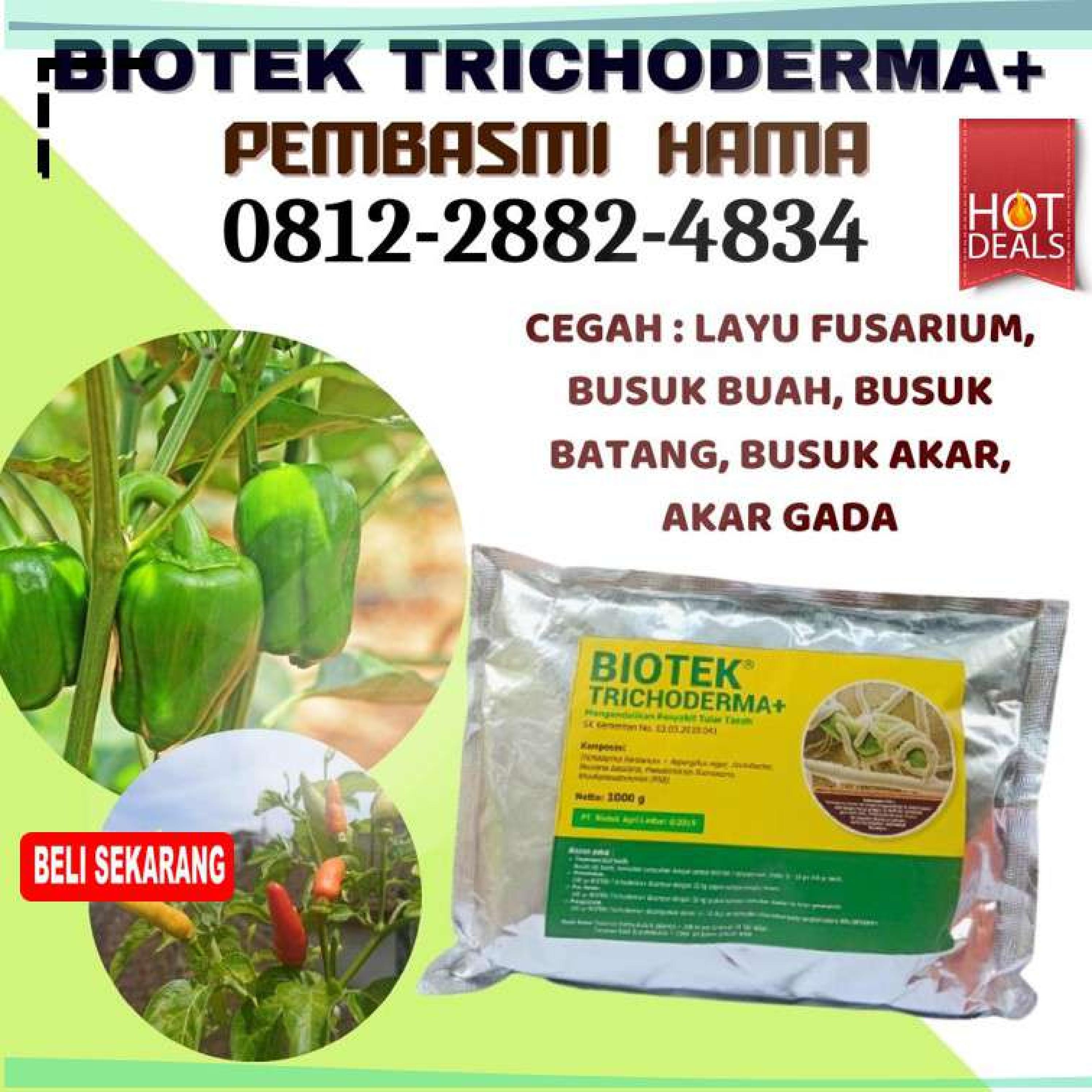 AMPUH! 0812-2882-4834 Pusat Fungisida Hayati Trichoderma Painan ...