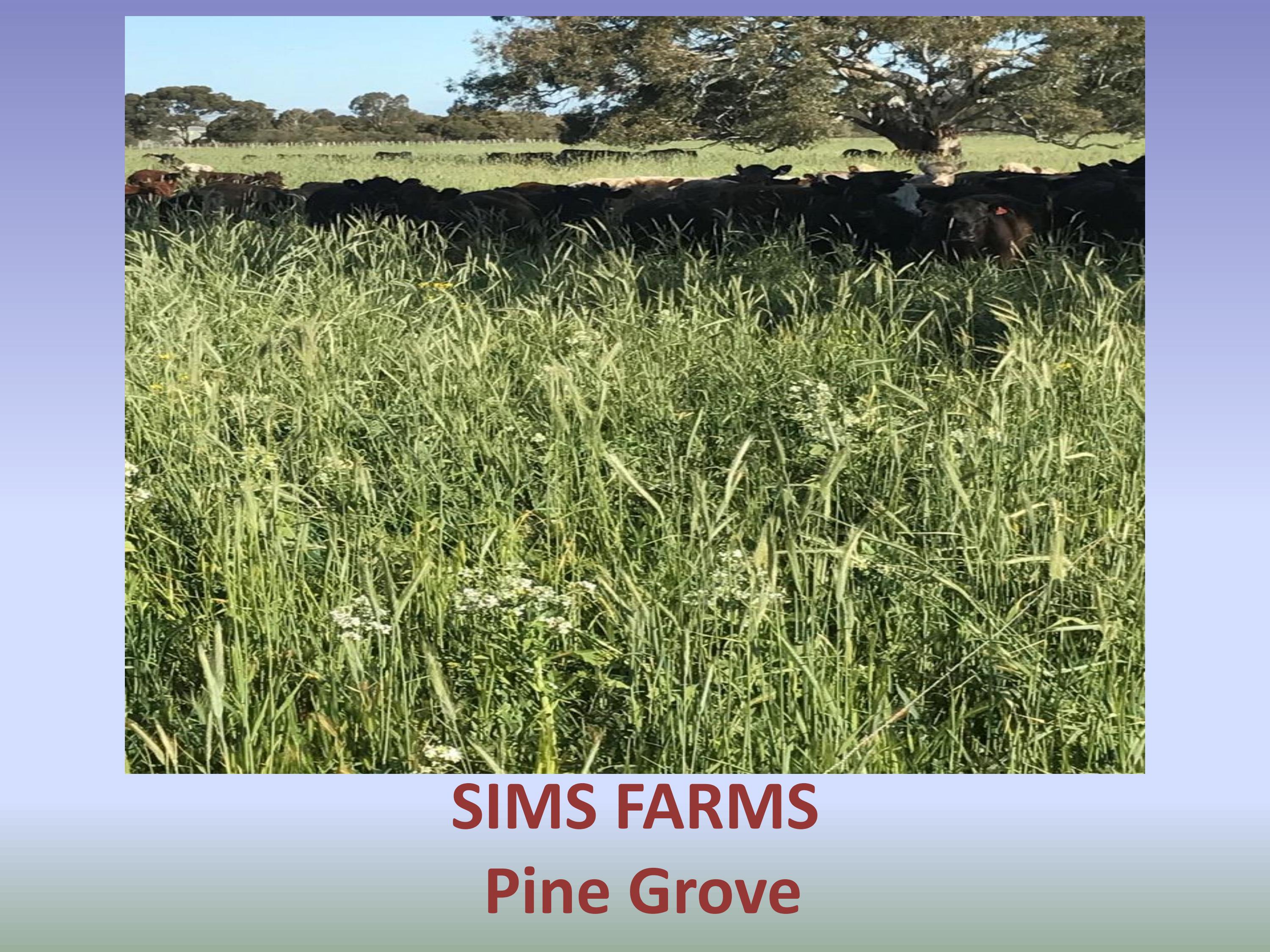 Multi Species Pastures & Cropping - Grant Sims by lowerblackwood - Issuu