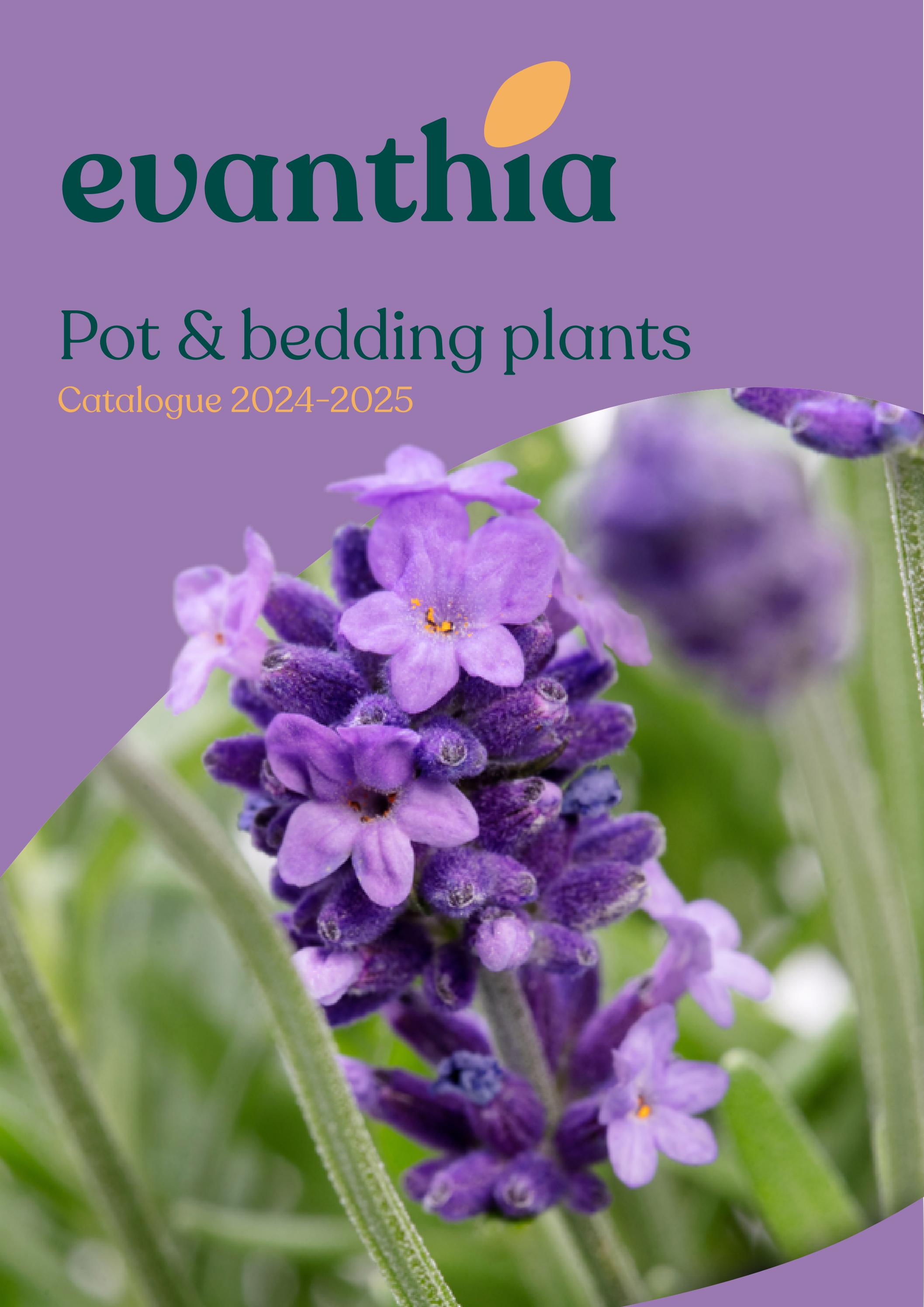 Evanthia Catalogue Pot & bedding plants 2024-2025 by Evanthia Seeds ...