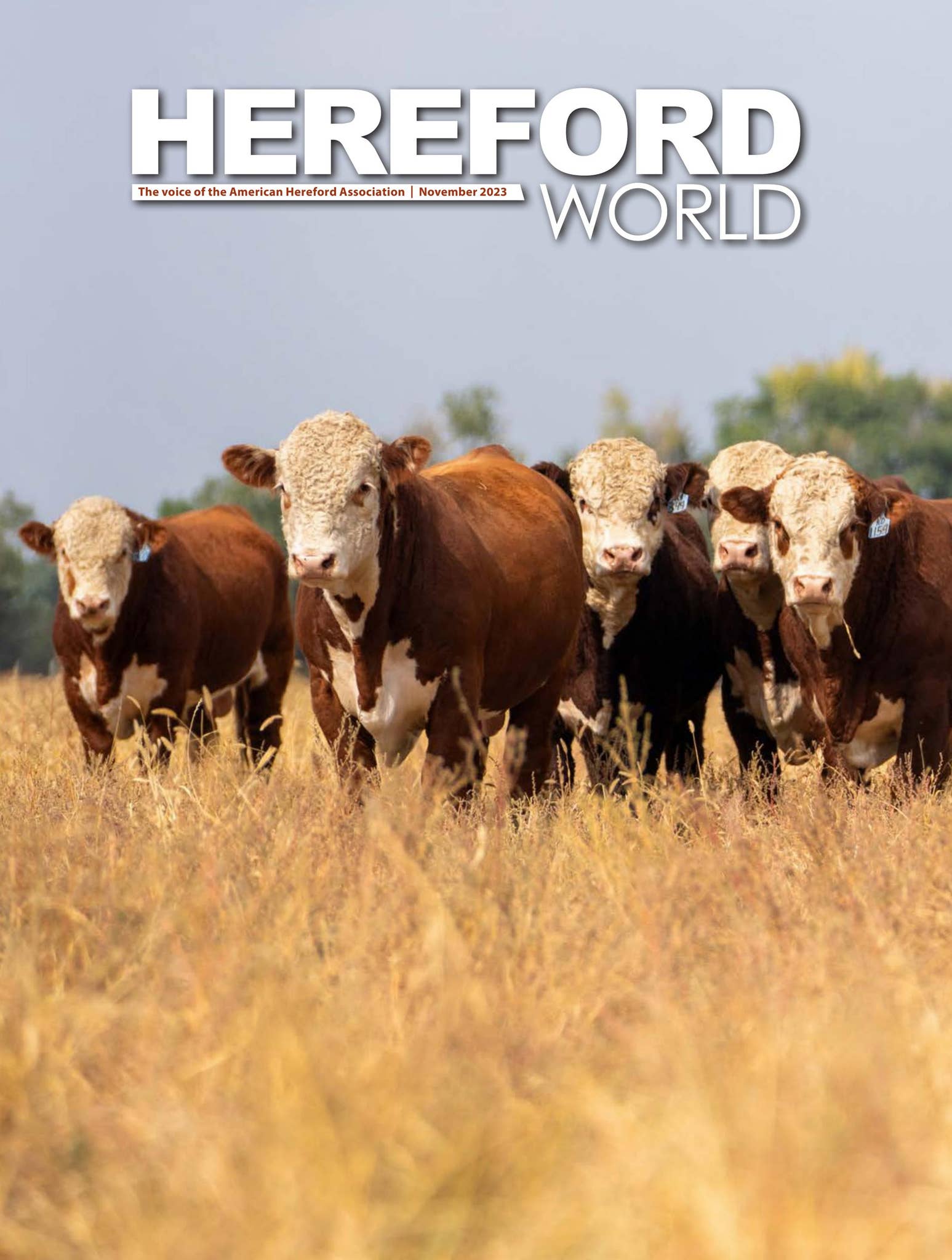 November 2023 Hereford World Magazine by American Hereford Association ...