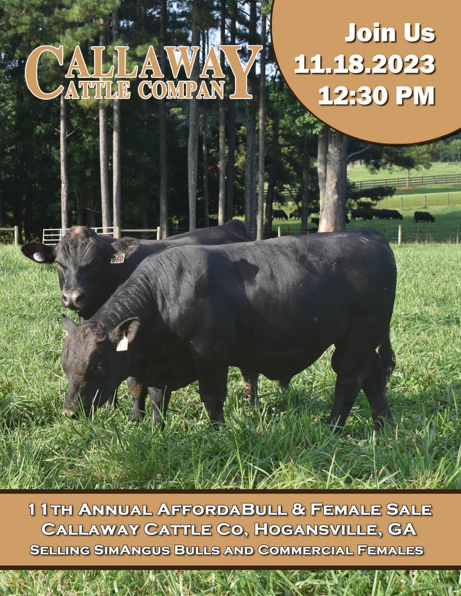 Callaway Cattle Company AffordaBULL and Female Sale by LivestockDirect ...