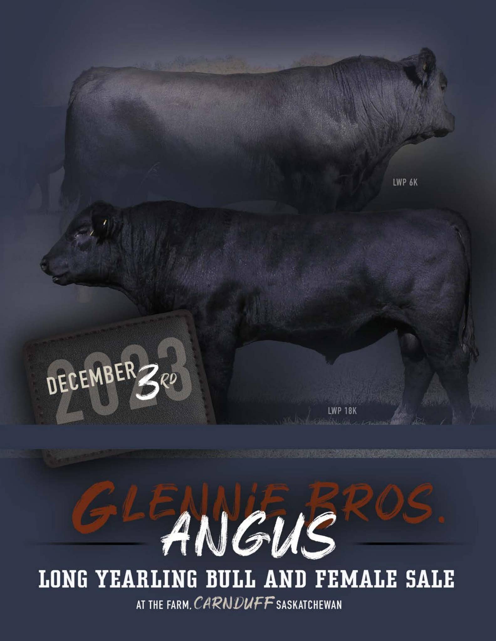Glennie Bros. Angus Long Yearling Bull & Female Sale - Carnduff, SK by ...