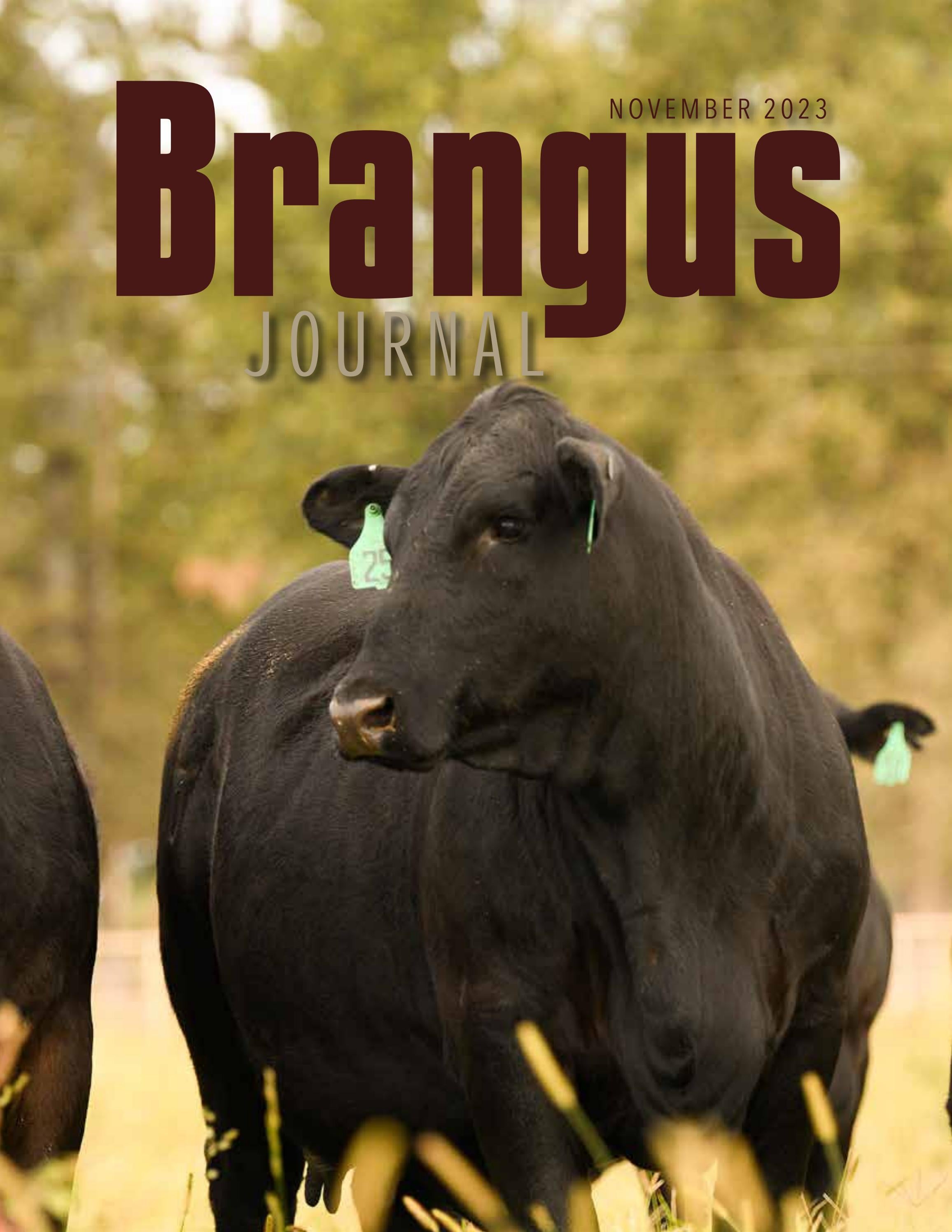 November 2023 Brangus Journal by International Brangus Breeders ...
