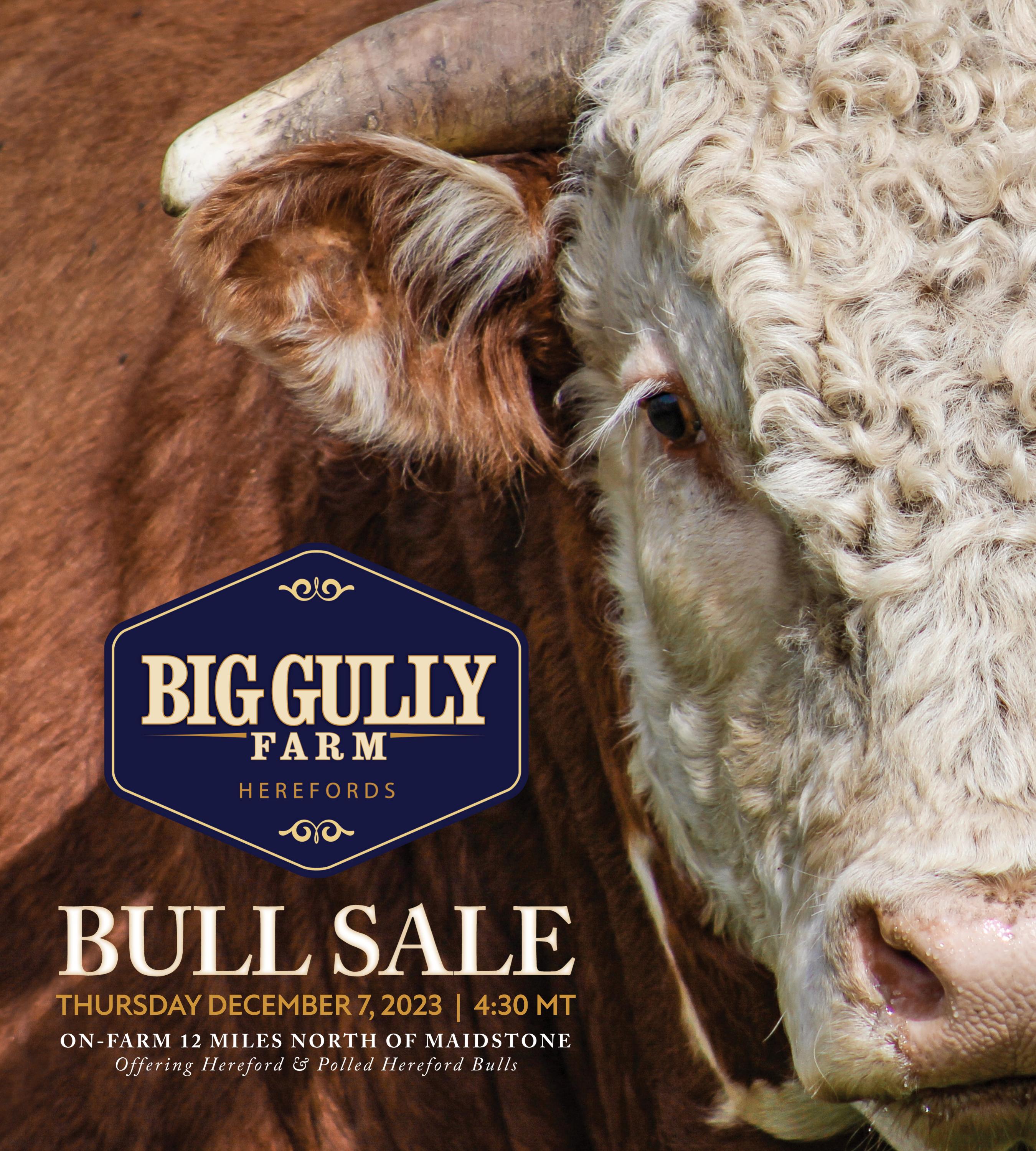 Big Gully Farm Bull Sale 2023 by Bohrson Marketing Services Ltd. - Issuu