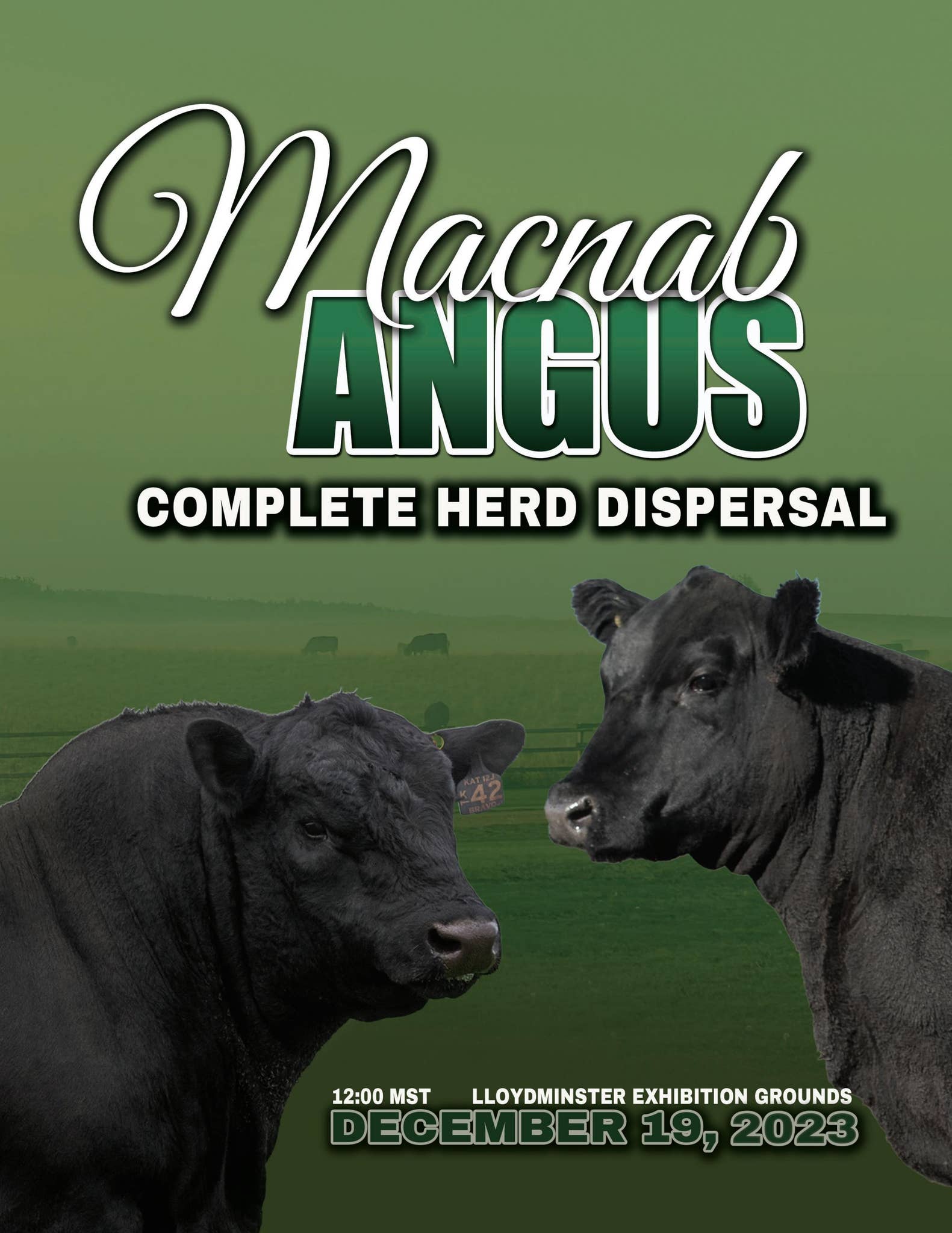 Macnab Angus Complete Herd Dispersal by Today's Publishing Inc. - Issuu