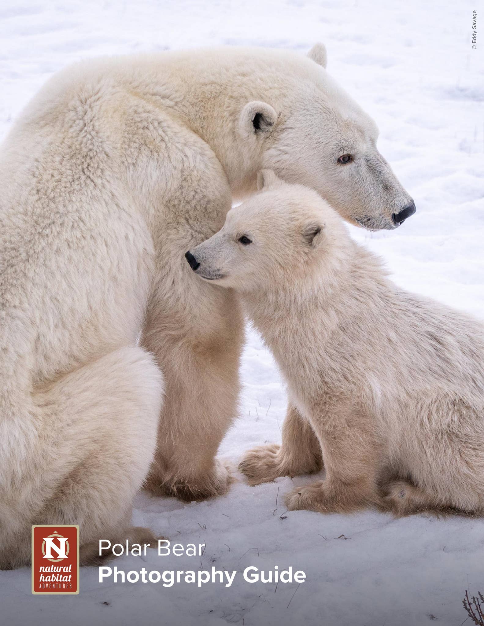 Polar Bear Photography Guide by Natural Habitat Adventures - Issuu