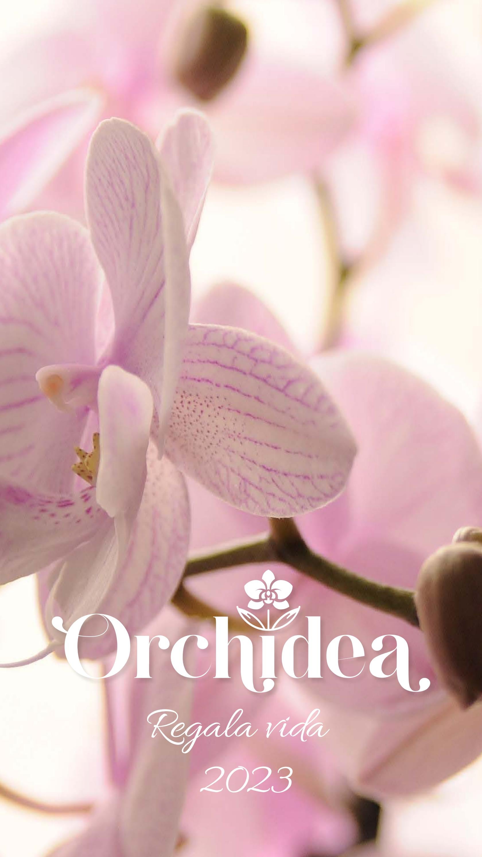 Catálogo Orchidea 2023 by Diana Solano - Issuu