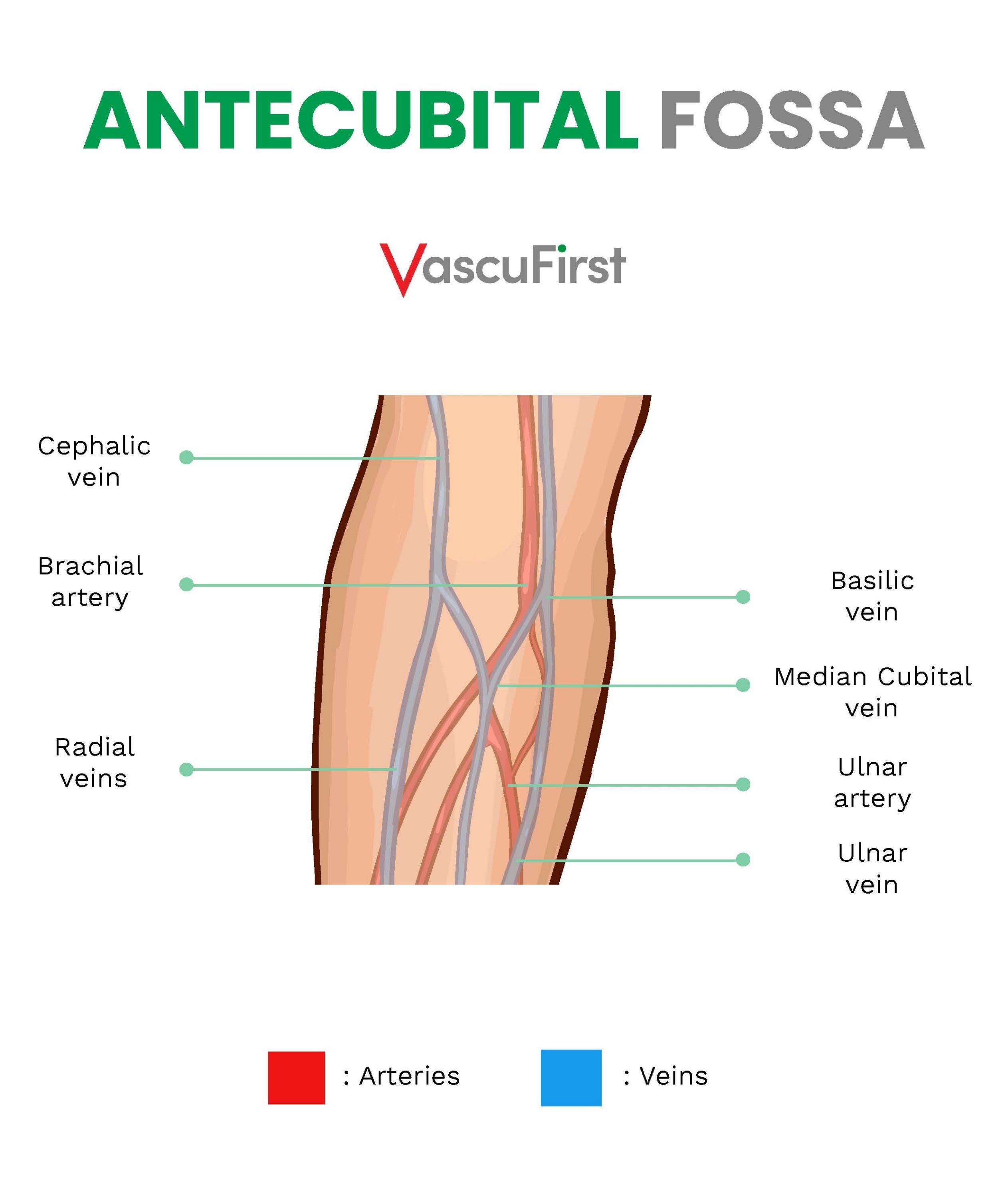Antecubital Fossa by VygonGroup - Issuu