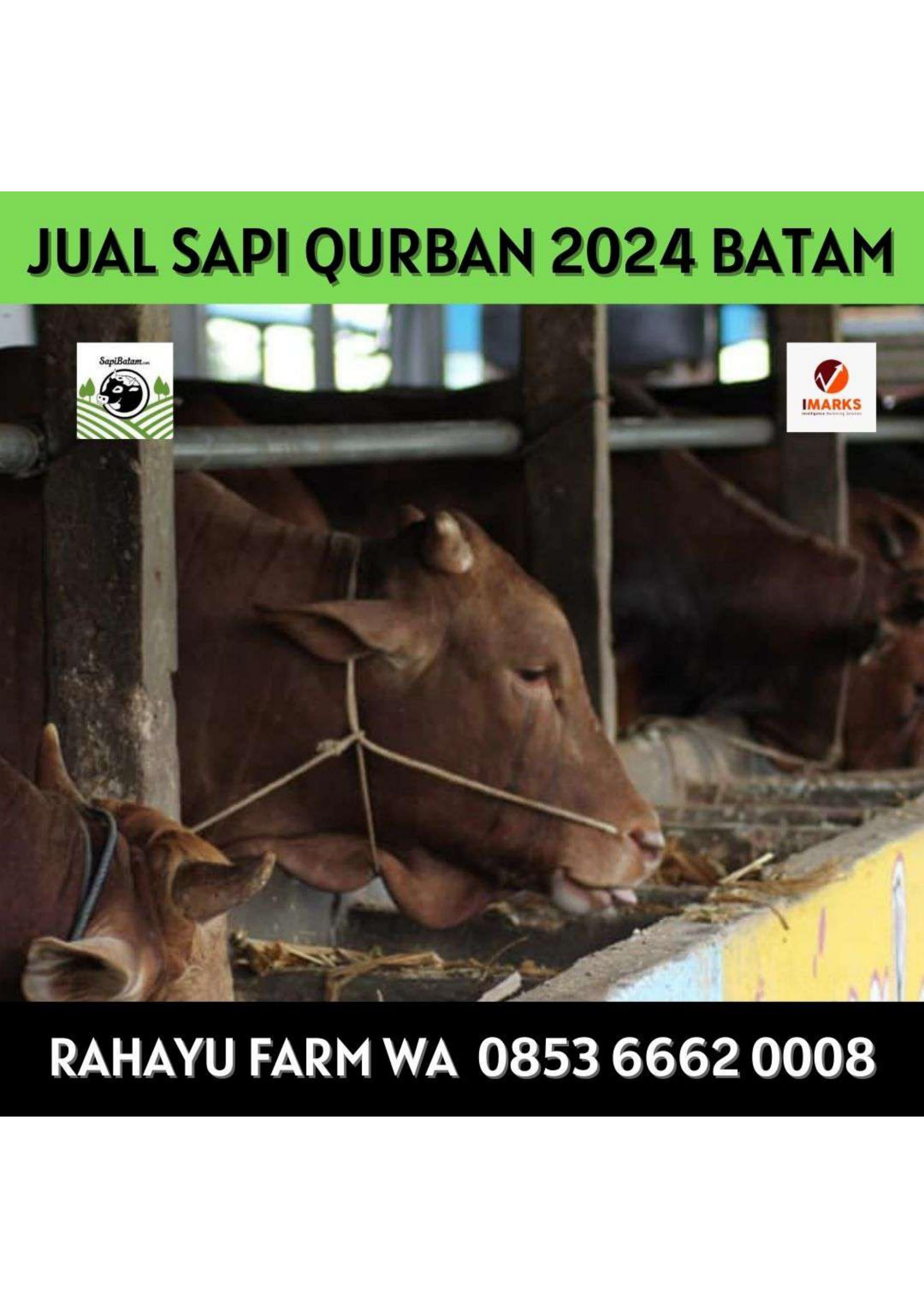 JUAL SAPI KURBAN 2024 BATAM, Hub. 0853 6662 0008, Jual Sapi Kambing Domba Untuk Qurban 2024 di ...