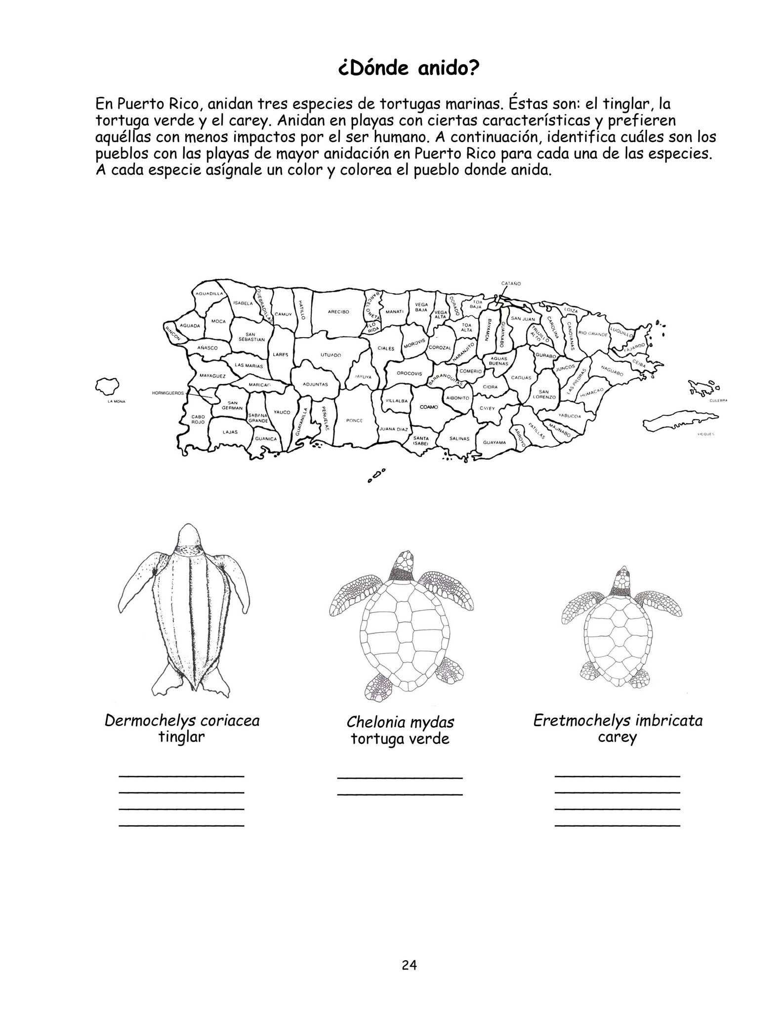 Manual de actividades Tortugas Marinas by Puerto Rico Sea Grant - Issuu