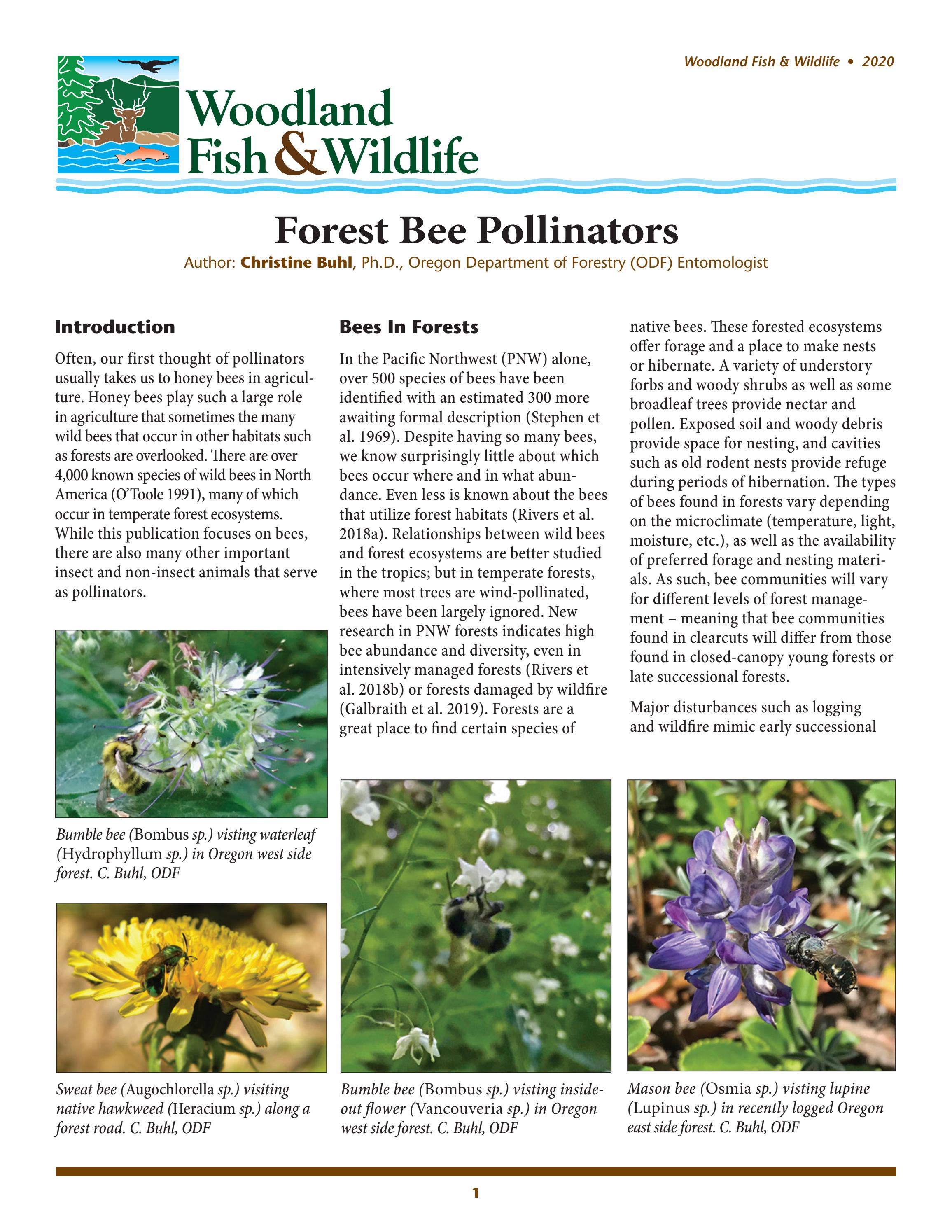 WFW Forest Bee Pollinators by Western Forestry - Issuu