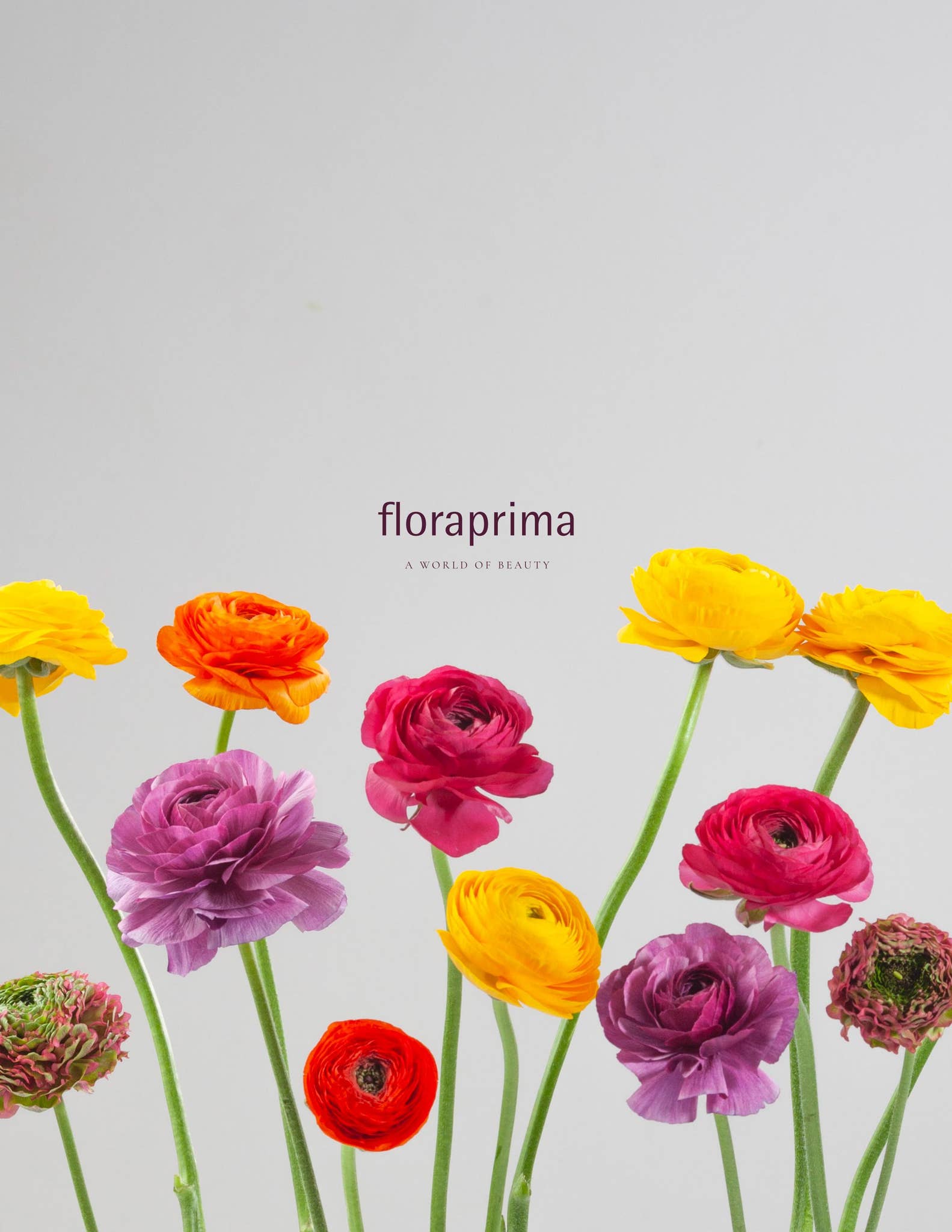 Floraprima Catalog 2023 by Rosaprima LLC - Issuu