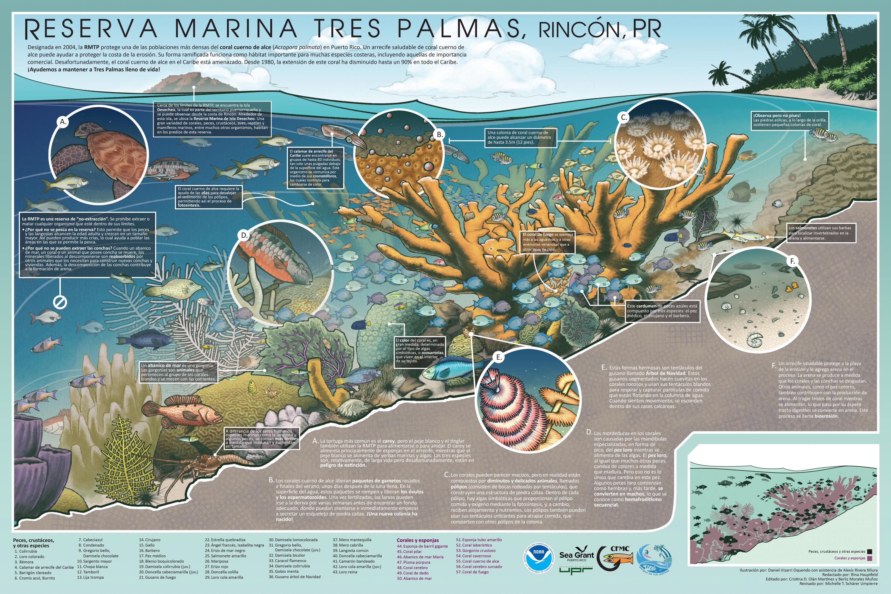 Reserva Marina Tres Palmas, Rincón P.R. by Puerto Rico Sea Grant - Issuu