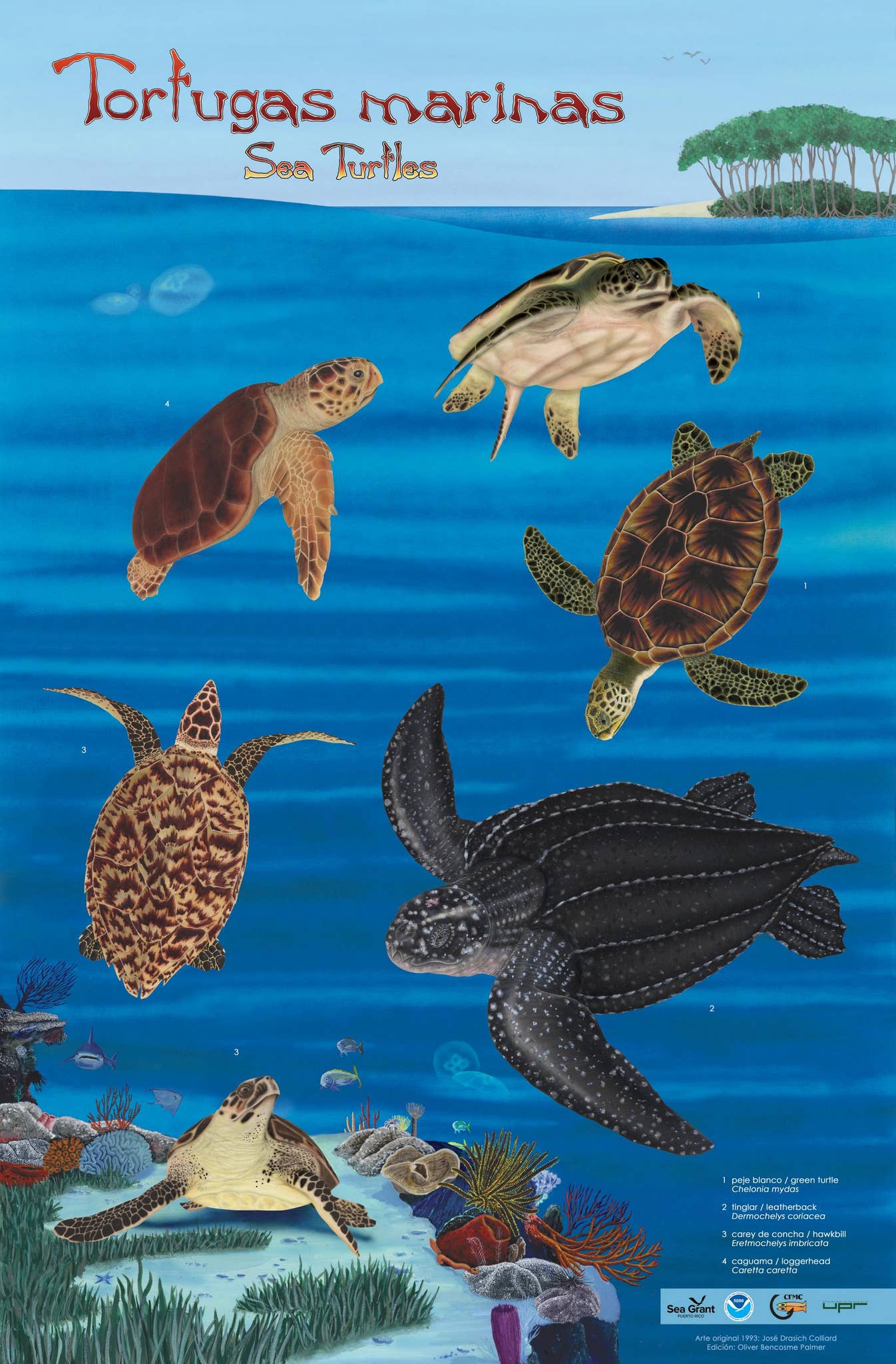 Tortugas marinas / Sea Turtles by Puerto Rico Sea Grant - Issuu