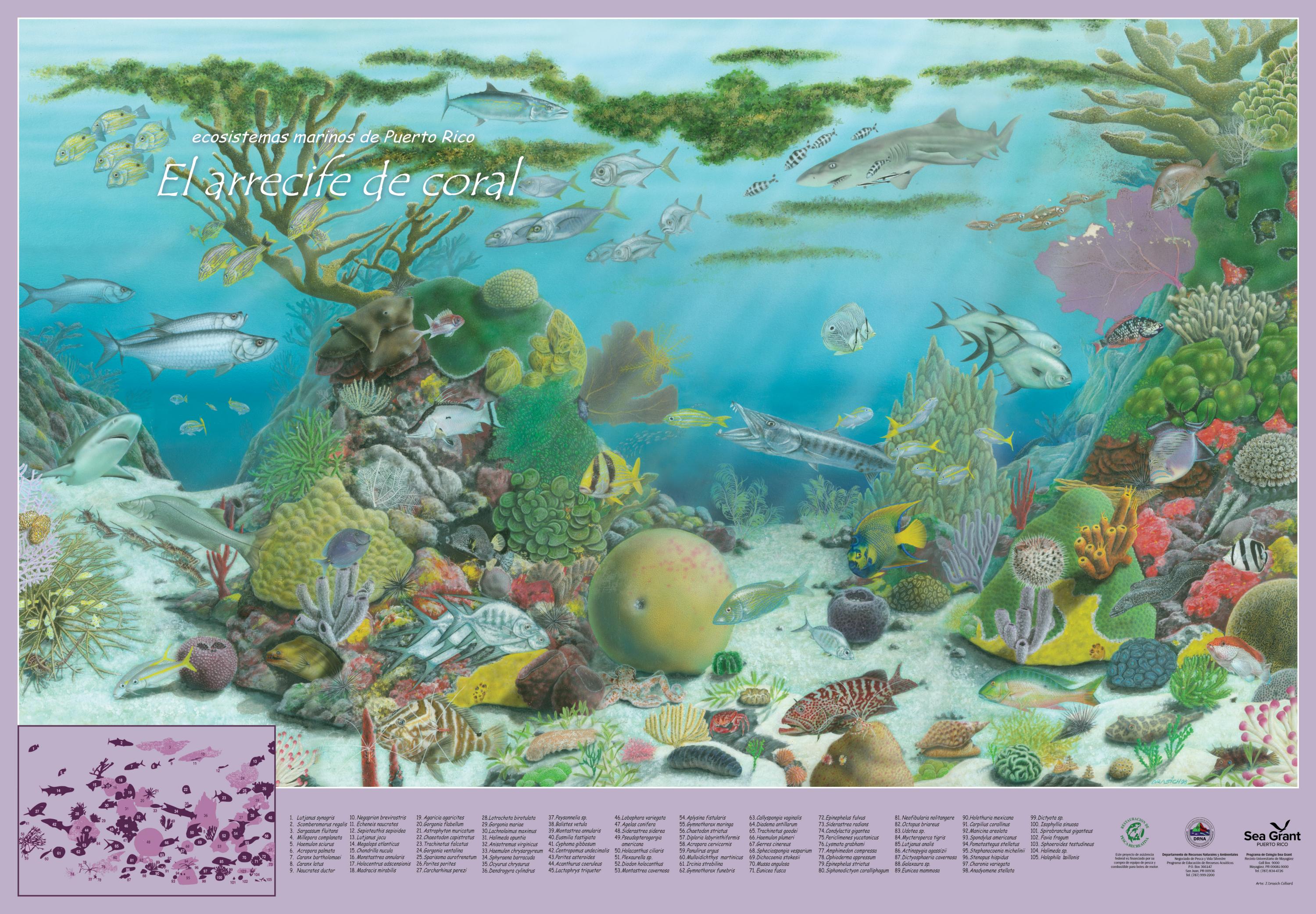 El arrecife de coral by Puerto Rico Sea Grant - Issuu