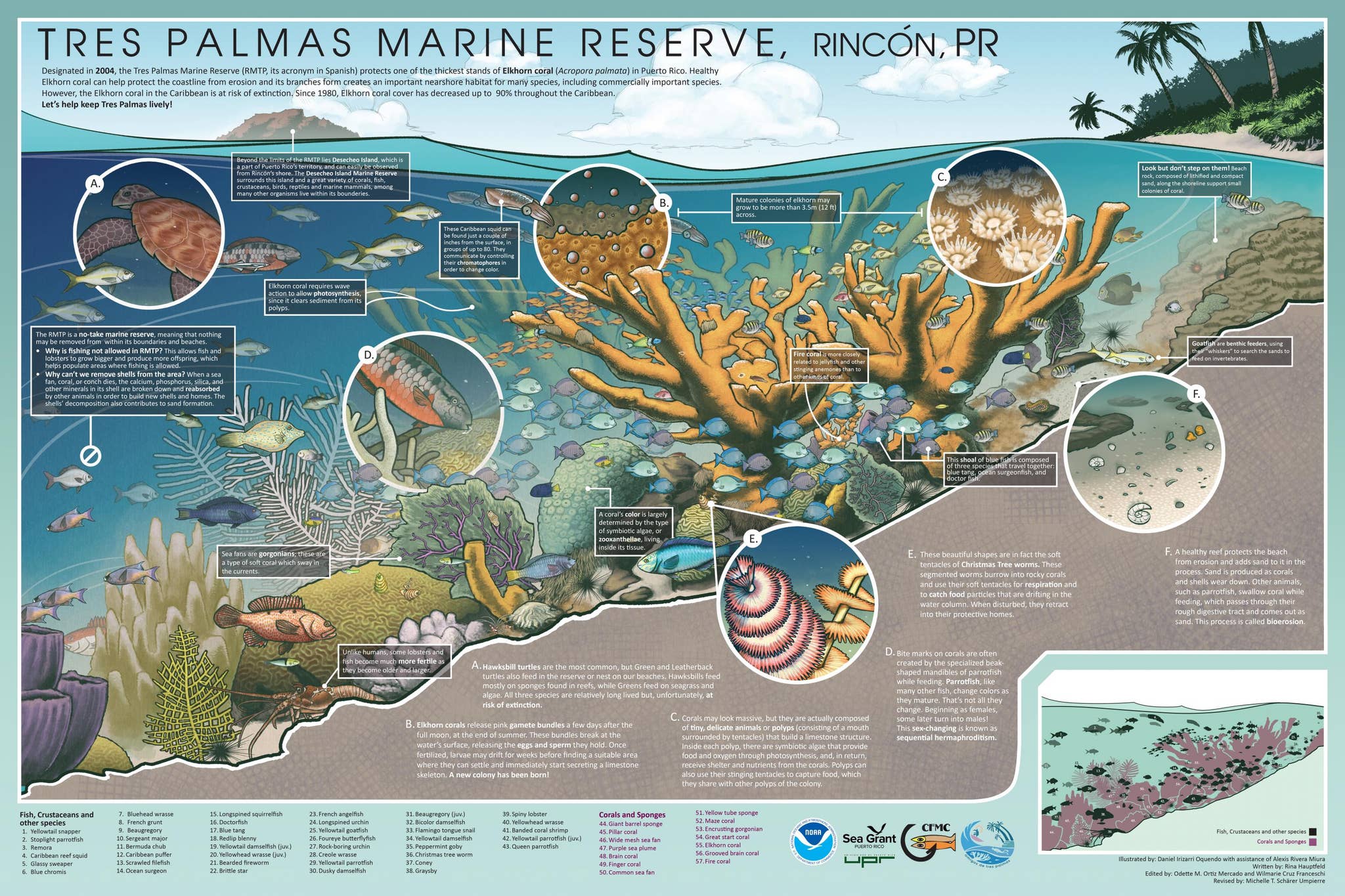 Tres Palmas Marine Reserve, Rincón PR by Puerto Rico Sea Grant - Issuu