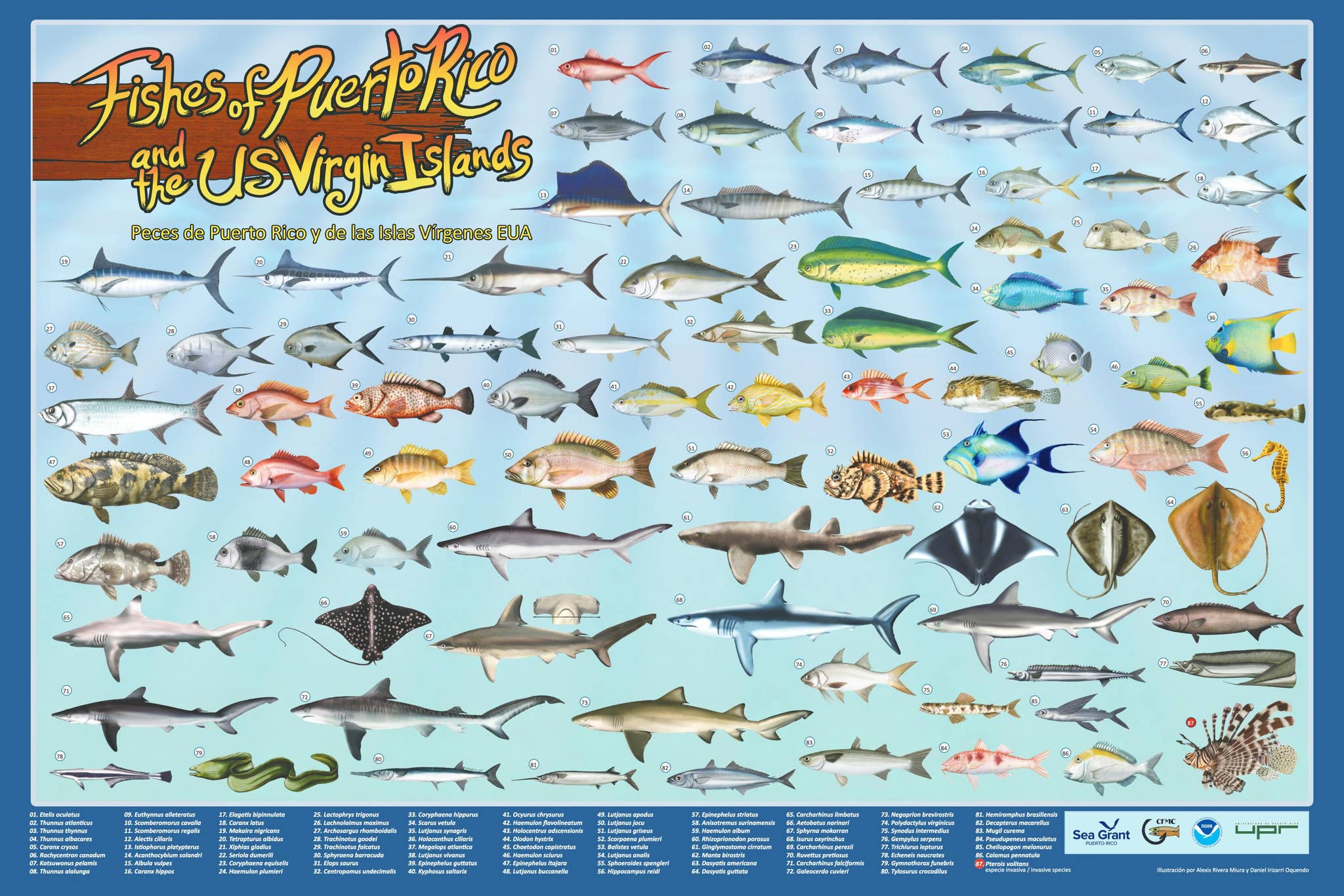 Fishes of Puerto Rico and the US Virgin Islands by Puerto Rico Sea ...
