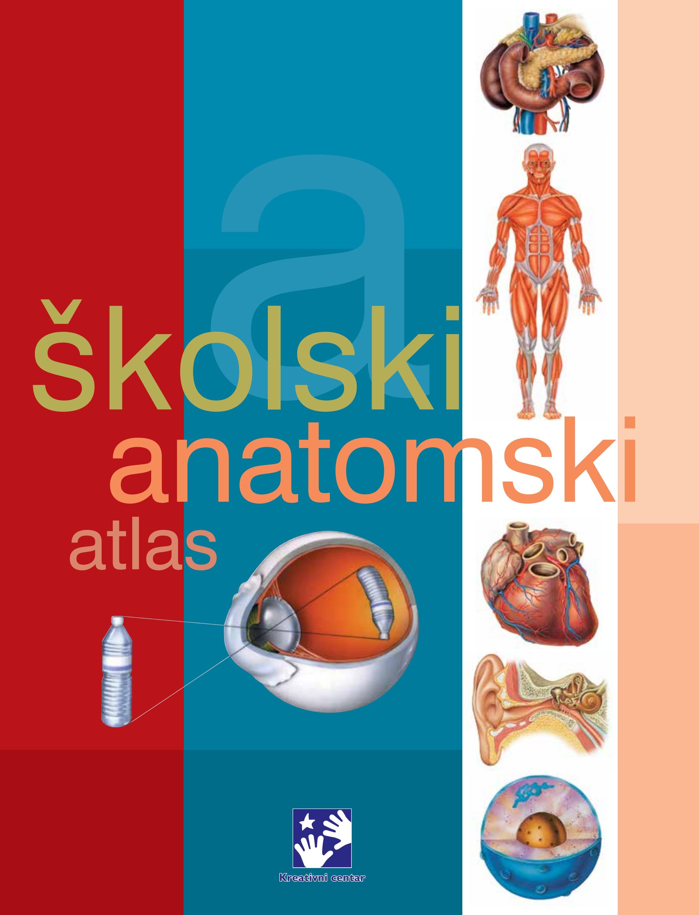 Školski anatomski atlas by Kreativni centar - Issuu