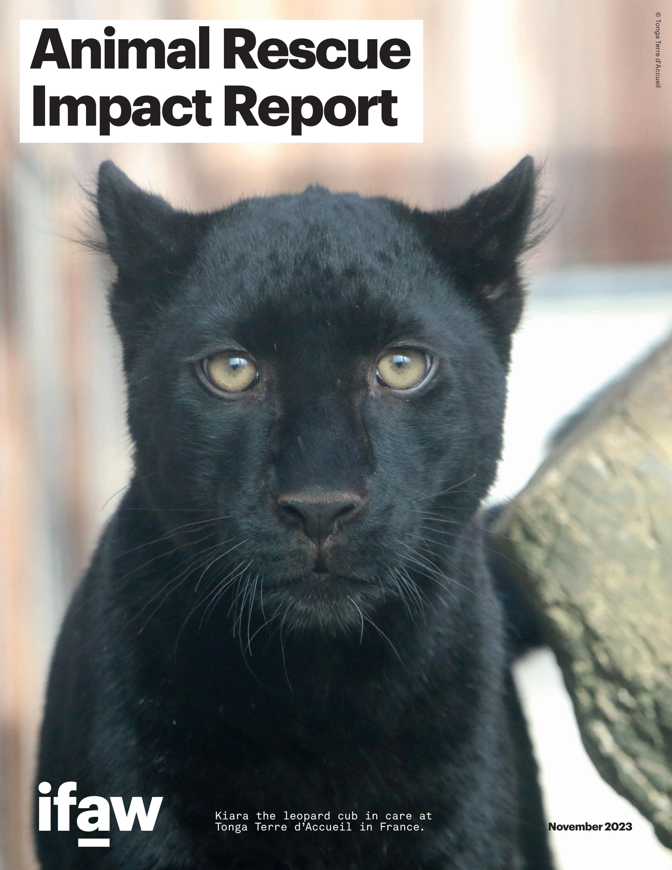 2023 Animal Rescue Impact Report by ifaw.donors - Issuu
