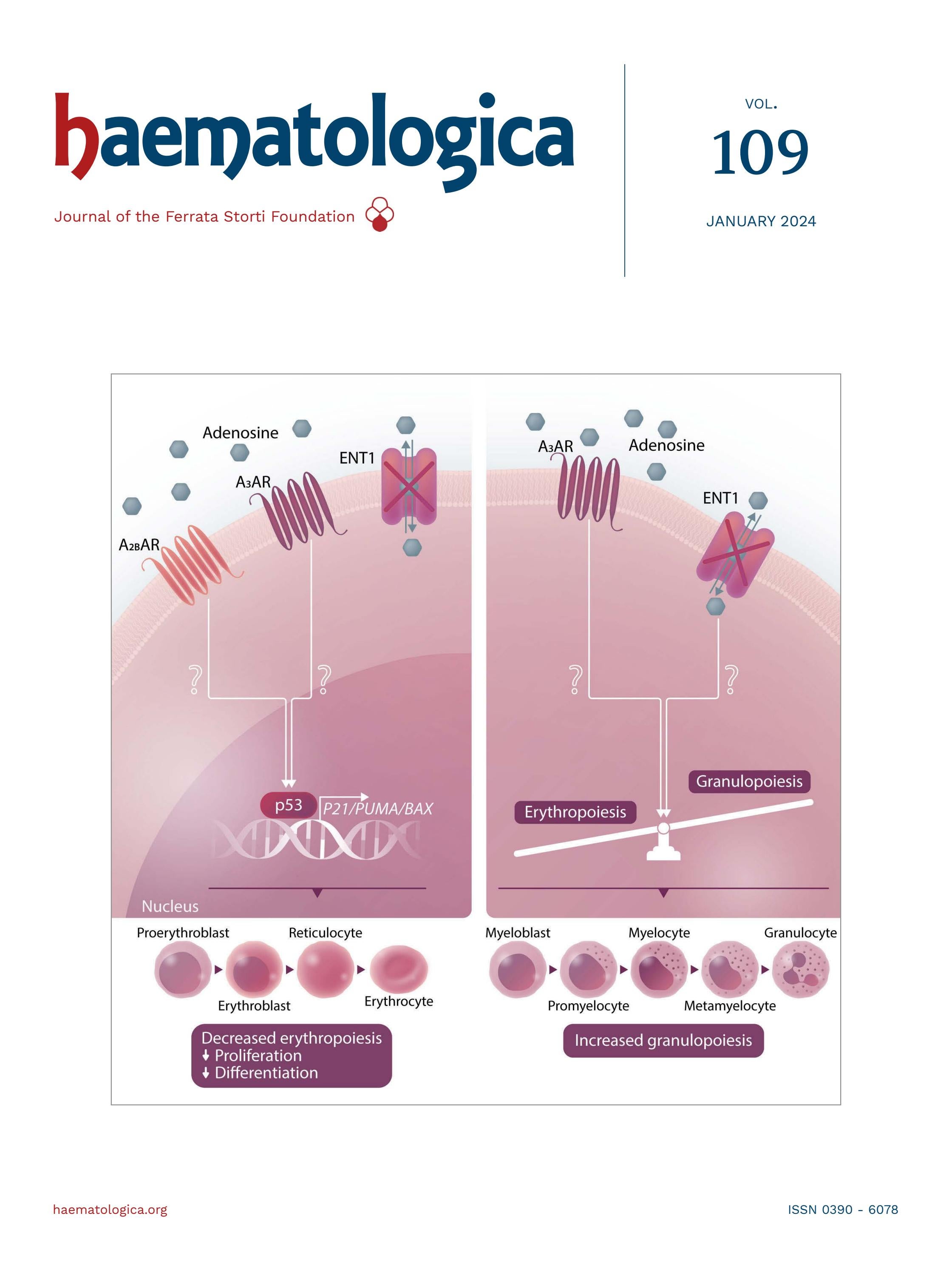Haematologica, Volume 109, Issue 1 by Haematologica - Issuu
