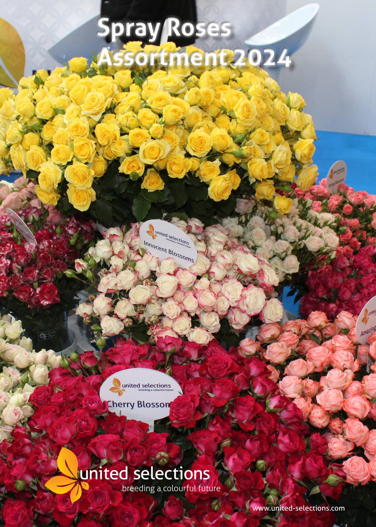 Spray Roses Brochure 2024 by Jelle Posthumus - Issuu