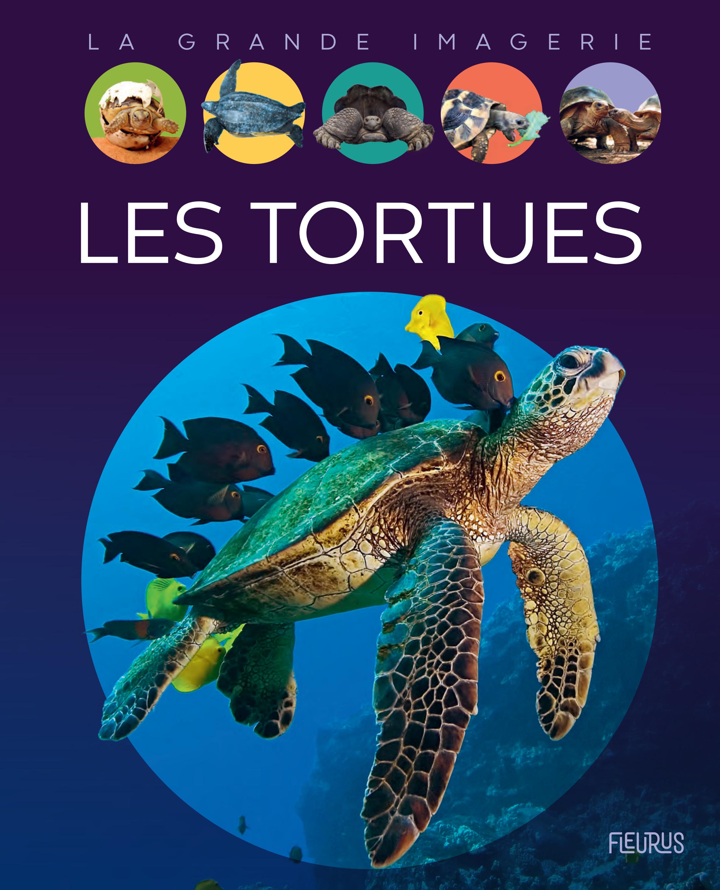 Grande Imagerie - Les tortues by Fleurus Editions - Issuu