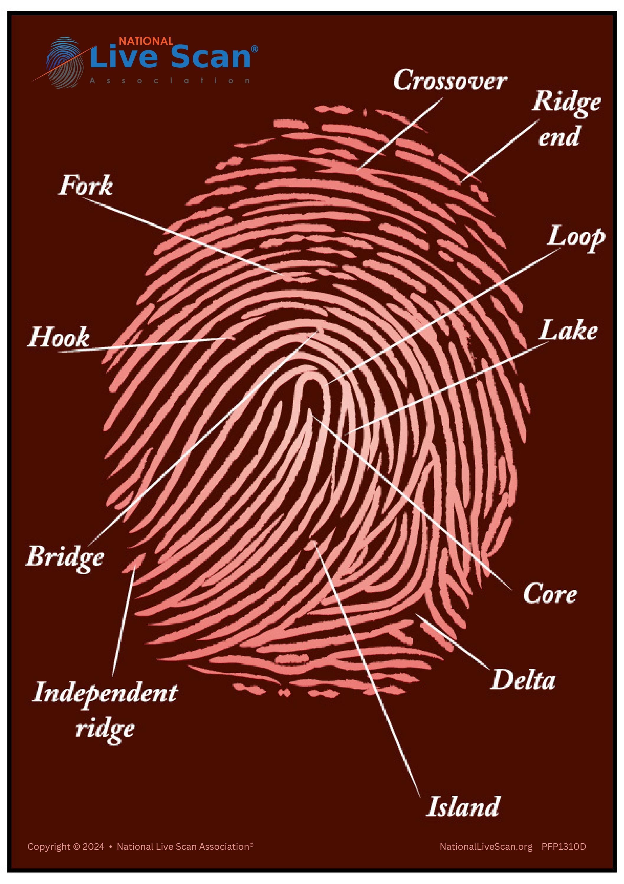 Fingerprint ID Poster (PFP1310D) by National Live Scan Association® - Issuu