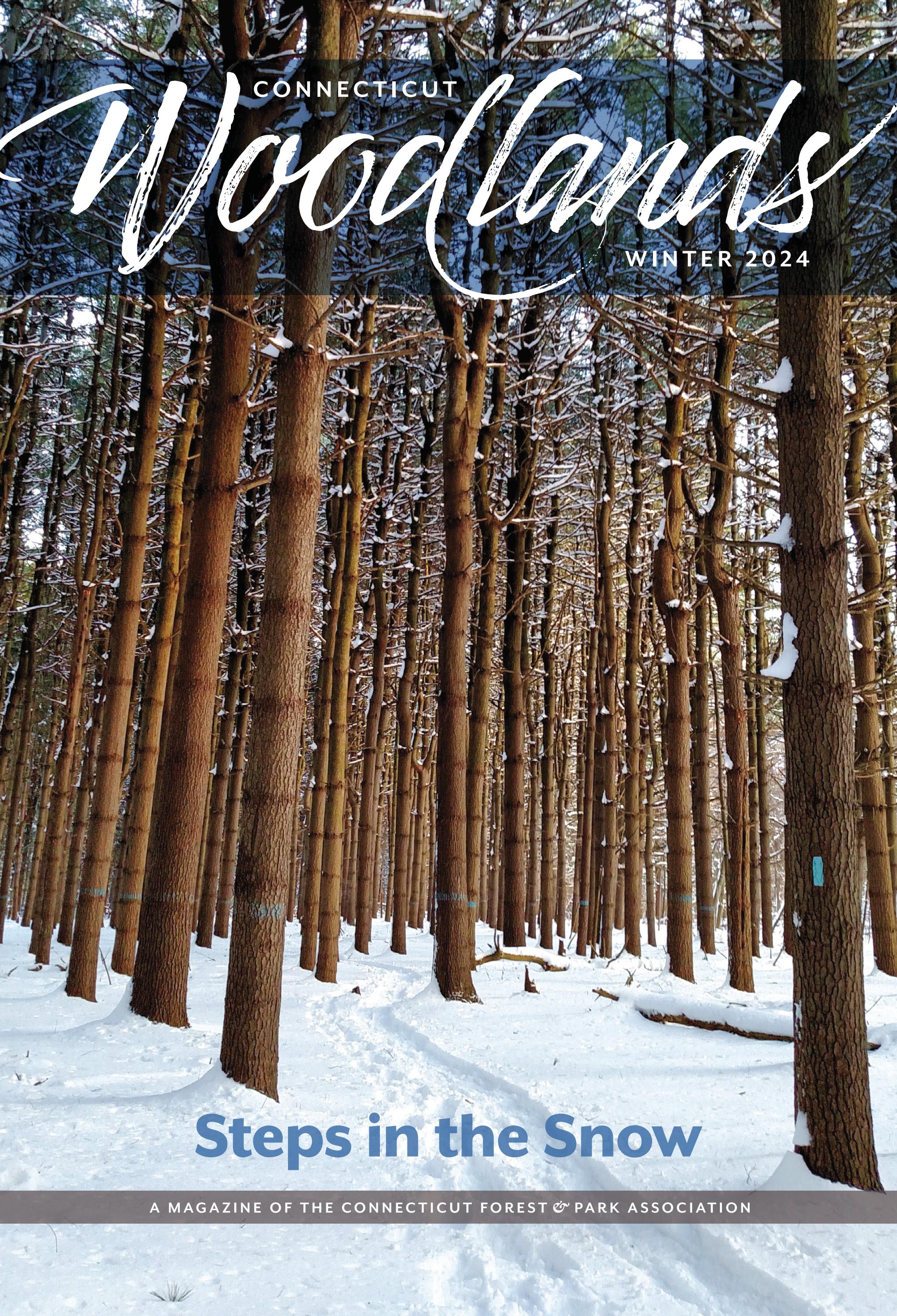 Connecticut Woodlands Winter 2024, Steps in the Snow by ...