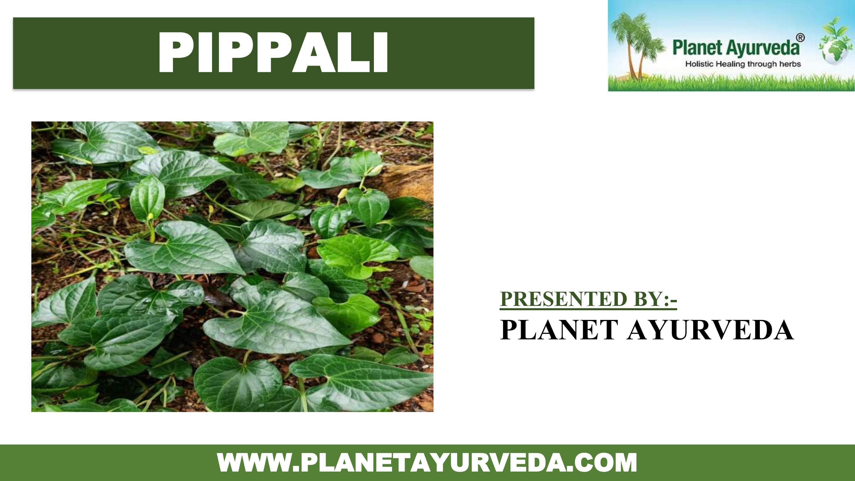 Pippali - Complete Guide to the Ayurvedic Herb by Planet Ayurveda - Issuu