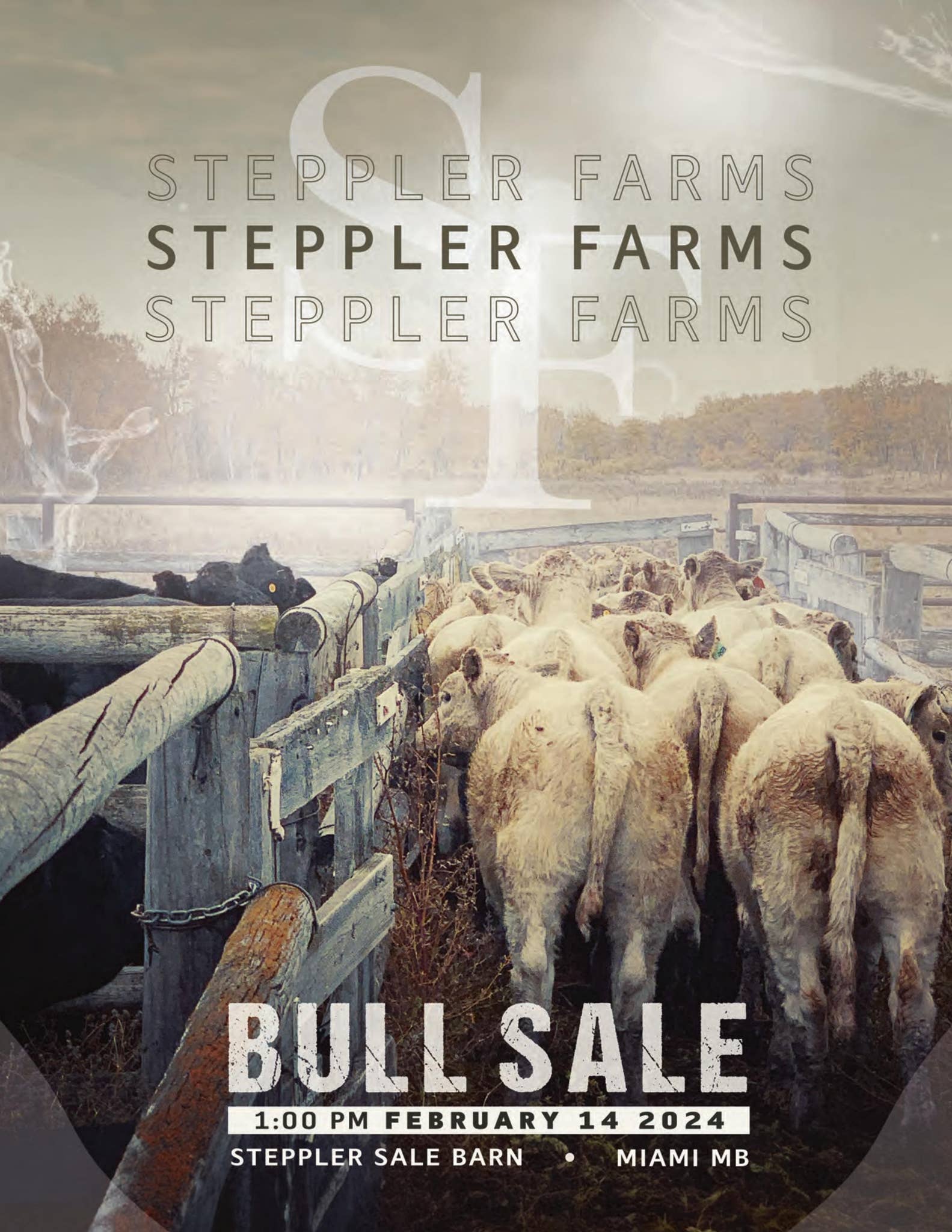 STEPPLER FARMS ANNUAL BULL SALE by Today's Publishing Inc. - Issuu