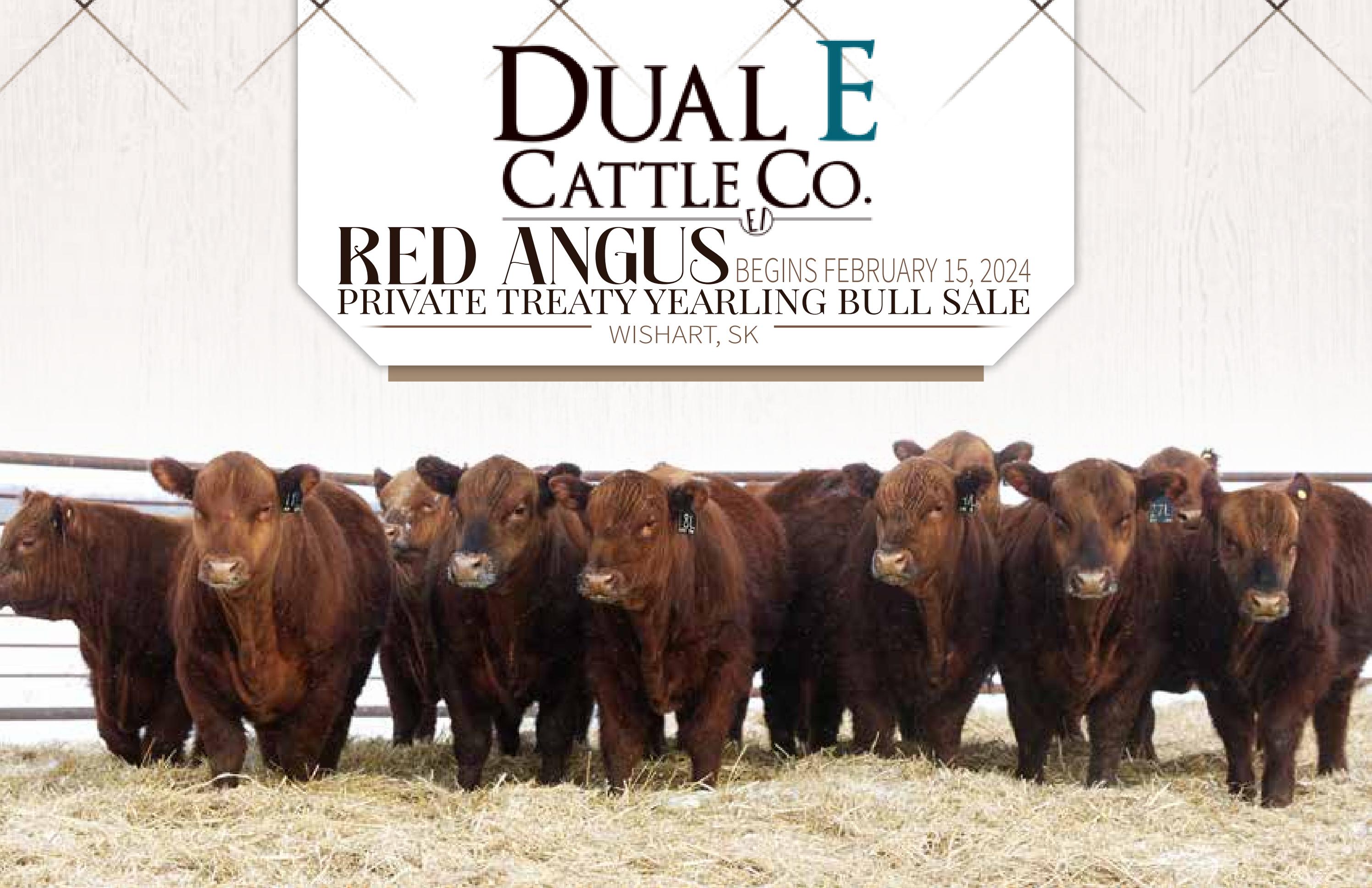 Dual E Cattle Co. 2024 Private Treaty Bull Sale by erinyewsiukphotography - Issuu
