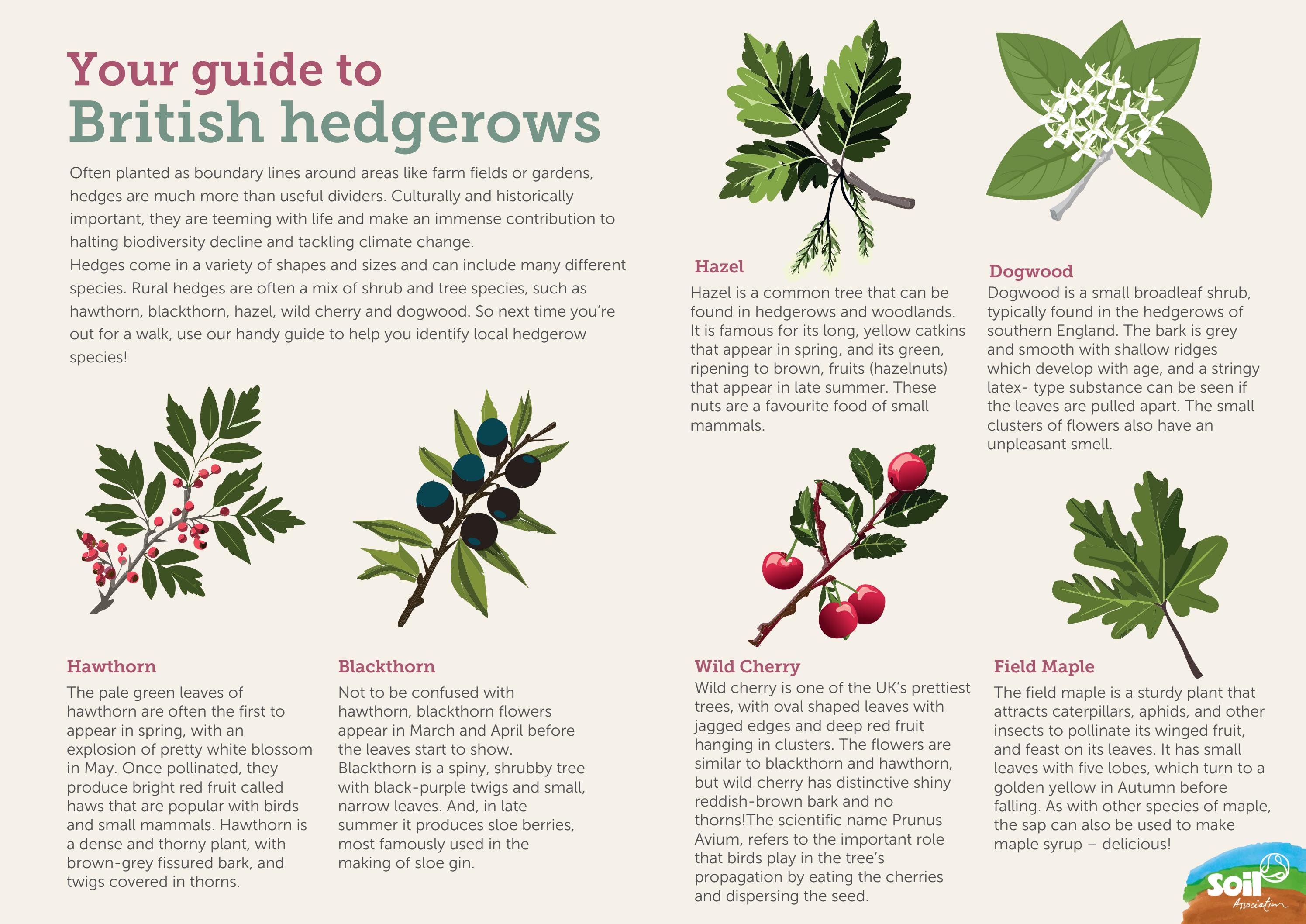 Guide to British Hedgerows by soilassociationcharity - Issuu