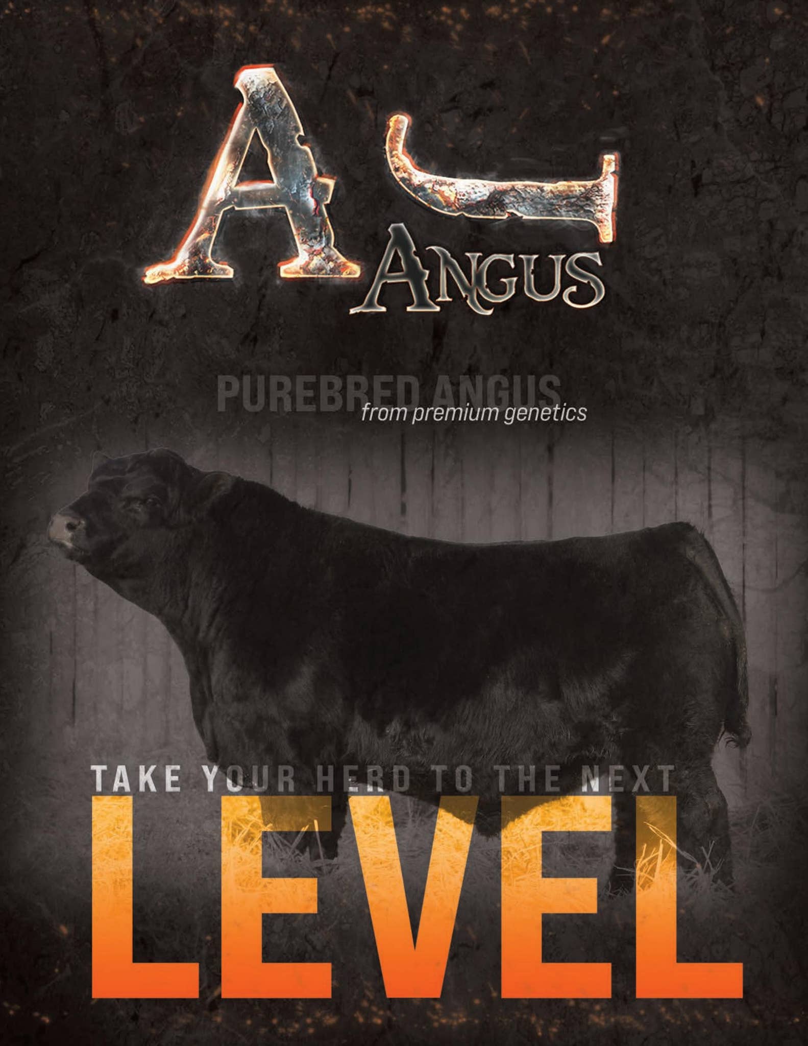 AJ Angus Private Treaty Catalogue 2024 by Today's Publishing Inc. - Issuu