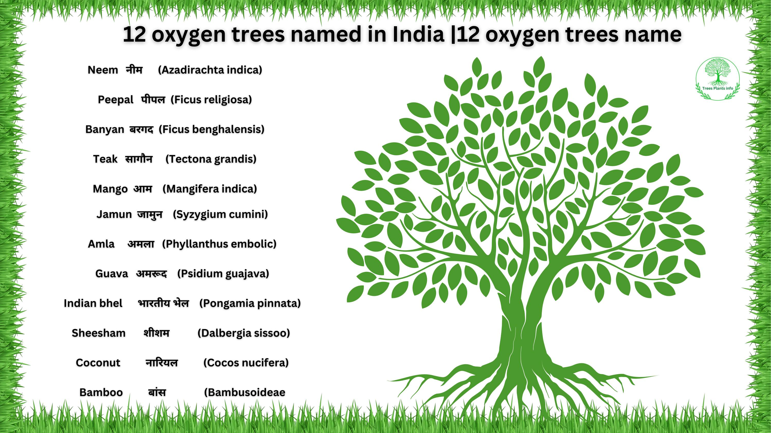 12 oxygen trees named in India |12 oxygen trees name by Trees plants ...