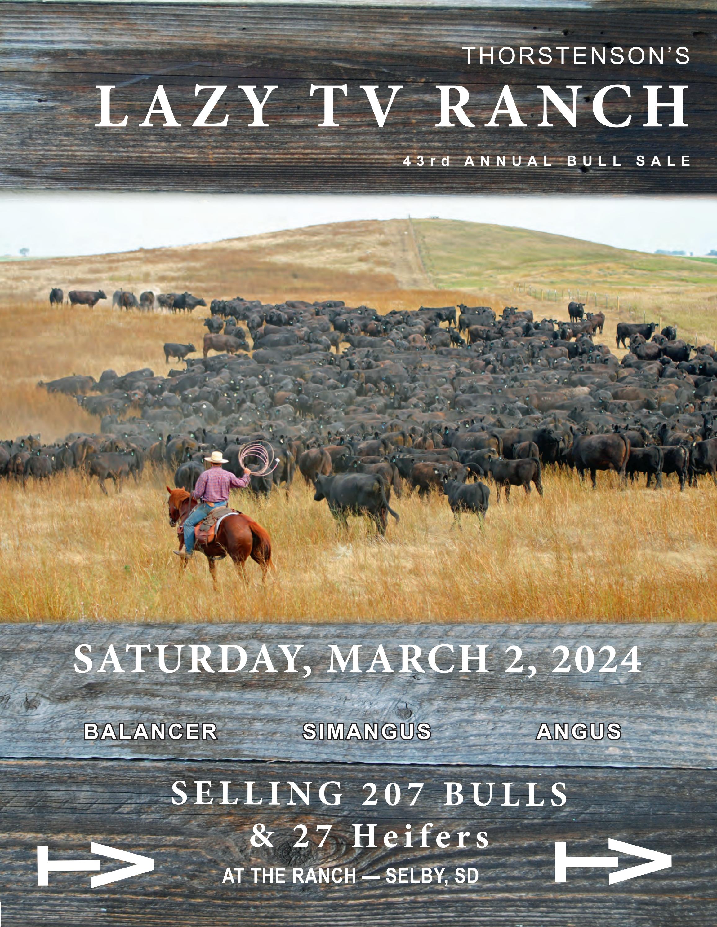 Thorstenson's Lazy TV Ranch Annual Bull Sale by LivestockDirect - Issuu