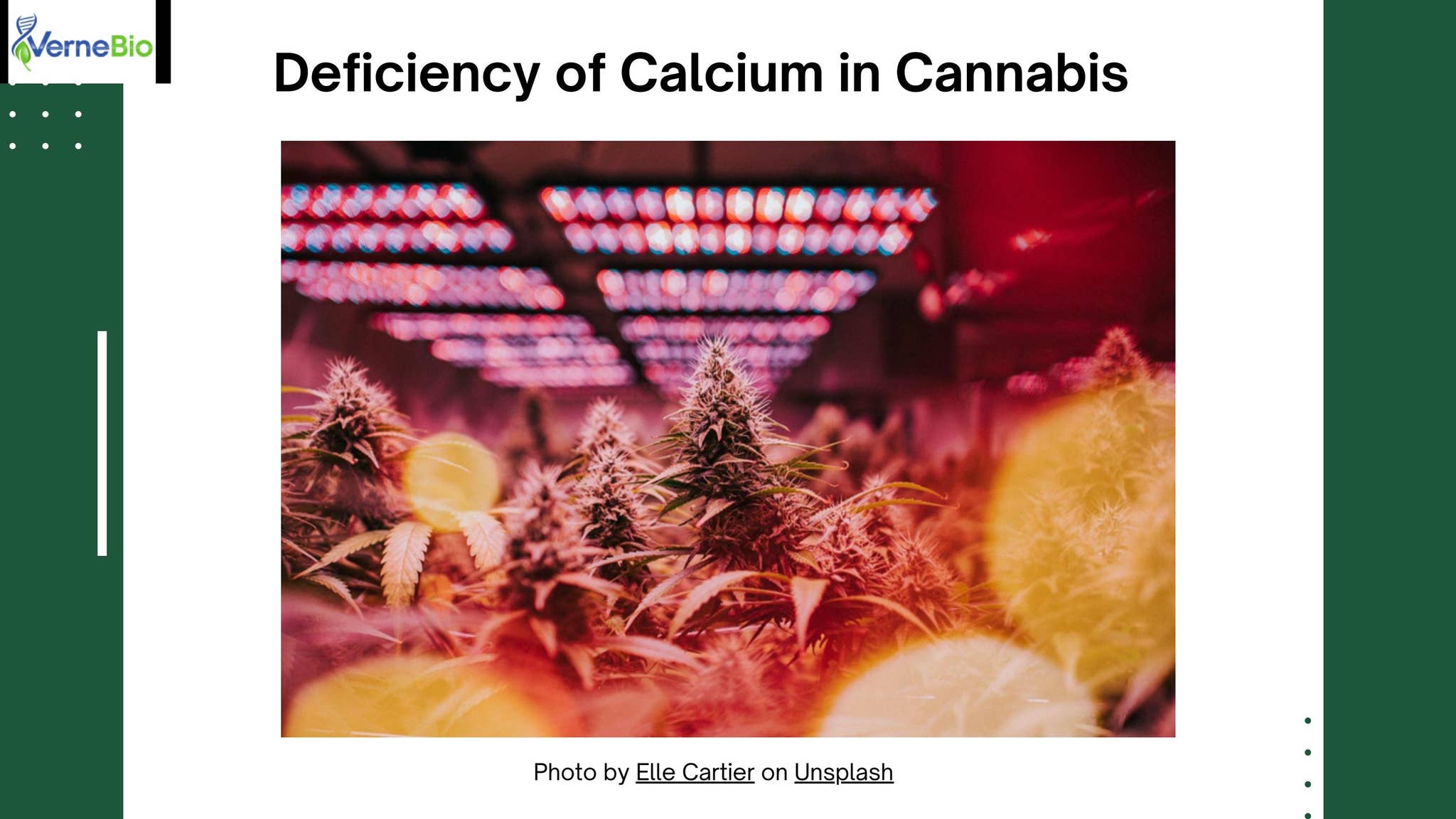 Deficiency of Calcium in Cannabis by Verne Bio - Issuu