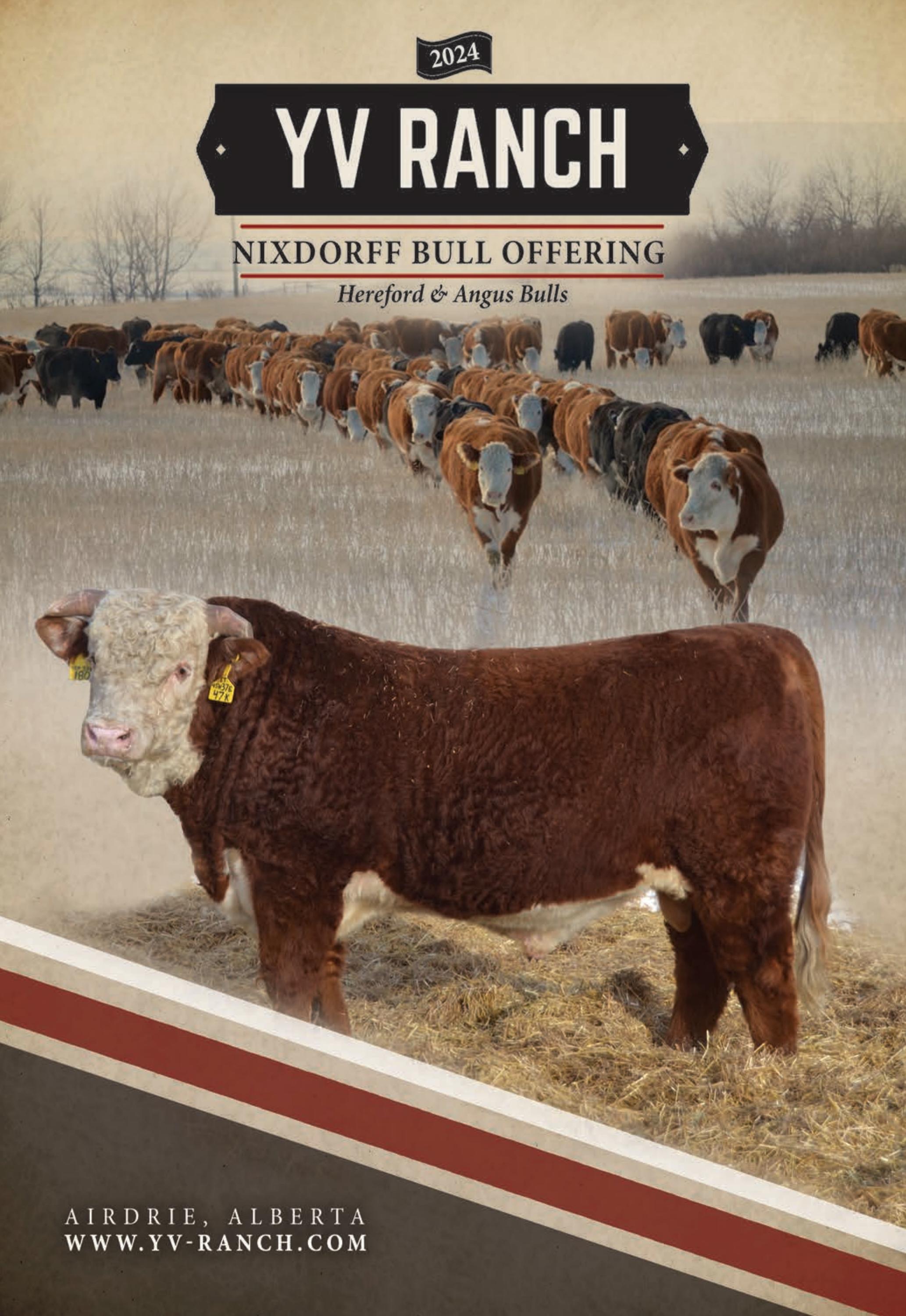 YV Ranch Private Treaty Bull Offering by American Hereford Association ...