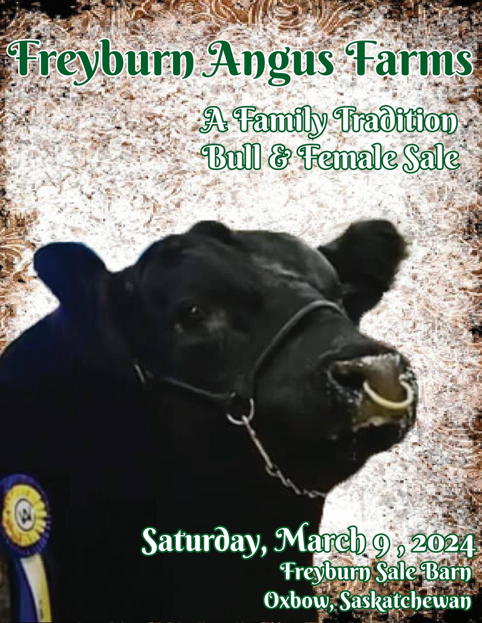 Freyburn Angus "A Family Tradition" Bull & Female Sale - Oxbow, SK by ...
