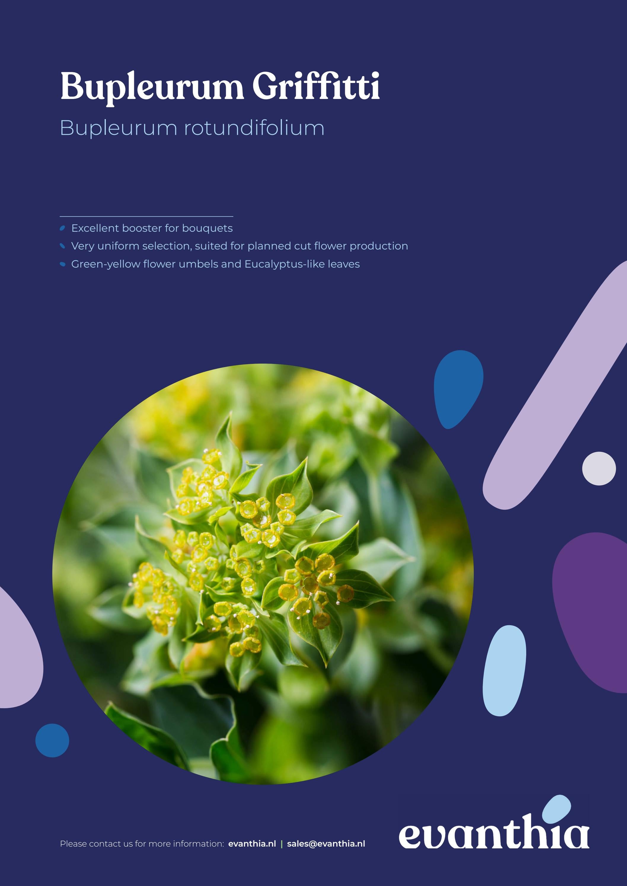 Bupleurum Griffitti Leaflet by Evanthia Seeds & Plants - Issuu