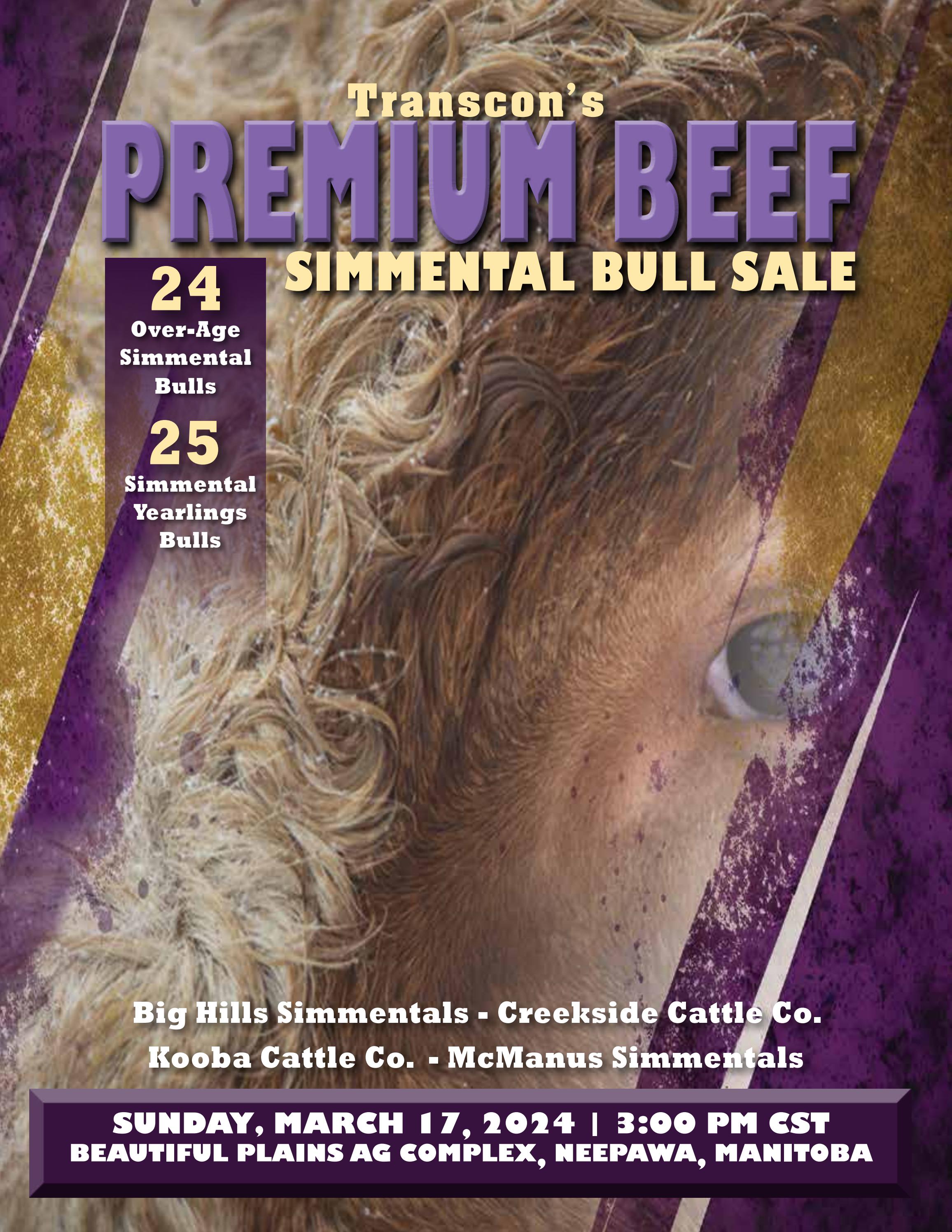 Transcon's Premium Beef Simmental Bull Sale 2024 by Livestock Media ...
