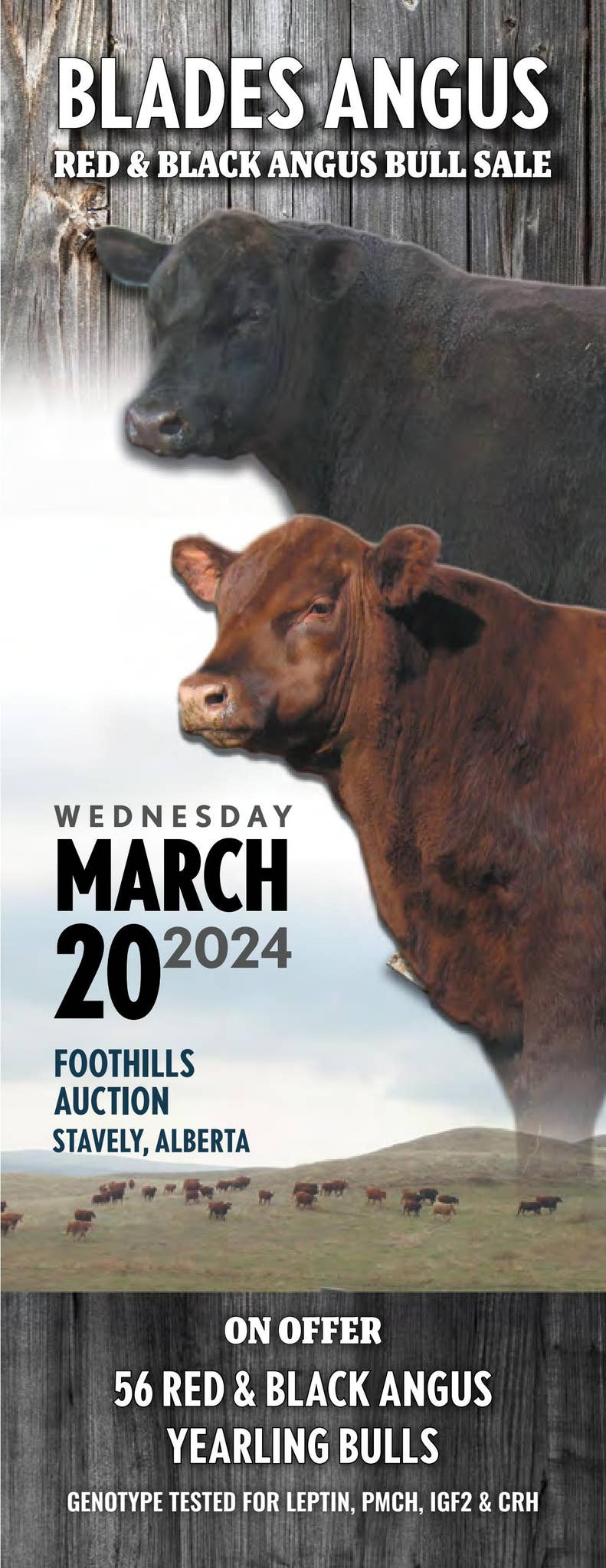 Blades Angus Red and Black Angus Bull Sale 2024 by Coyote Publishing ...