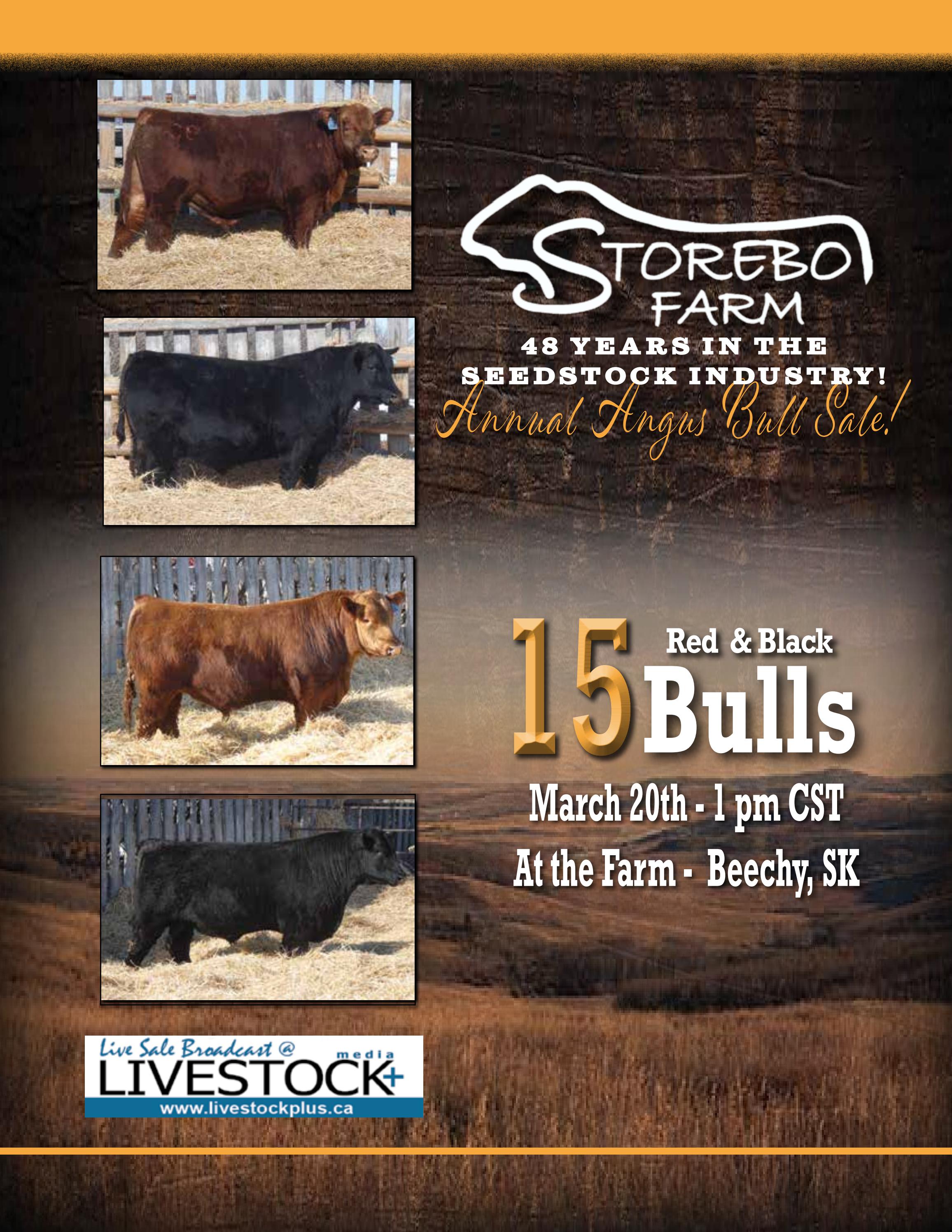 Storebo Farms Annual Black and Red Angus Bulls Sale 2024 by Livestock ...