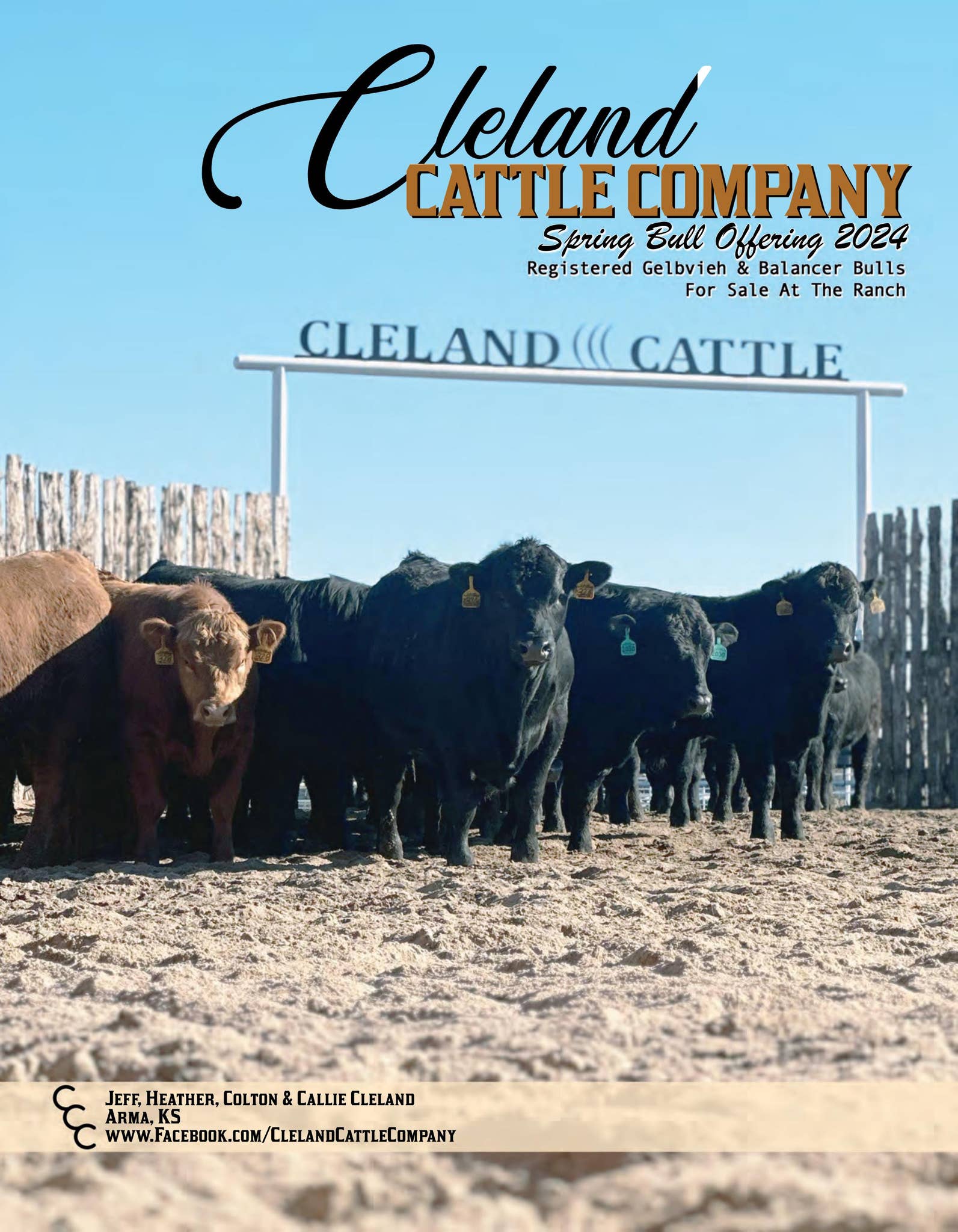 Cleland Cattle Company Spring Bull Offering 2024 by American Gelbvieh ...