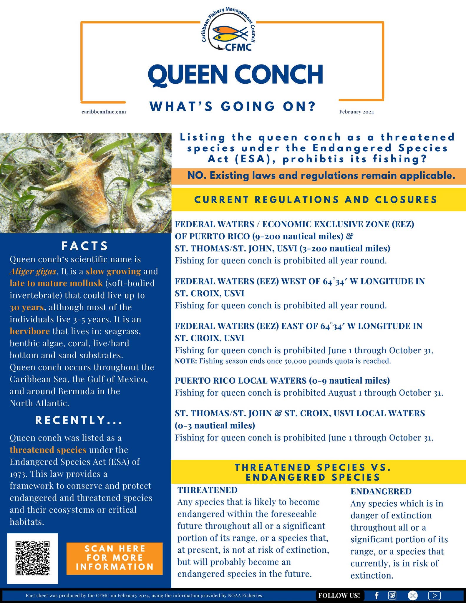 Queen Conch Fact Sheet (facts, closures, regulations, ESA) by Caribbean ...