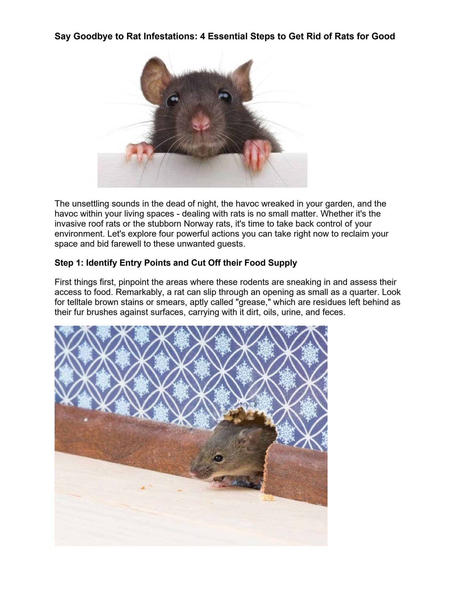 Say Goodbye to Rat Infestations: 4 Essential Steps to Get Rid of Rats ...