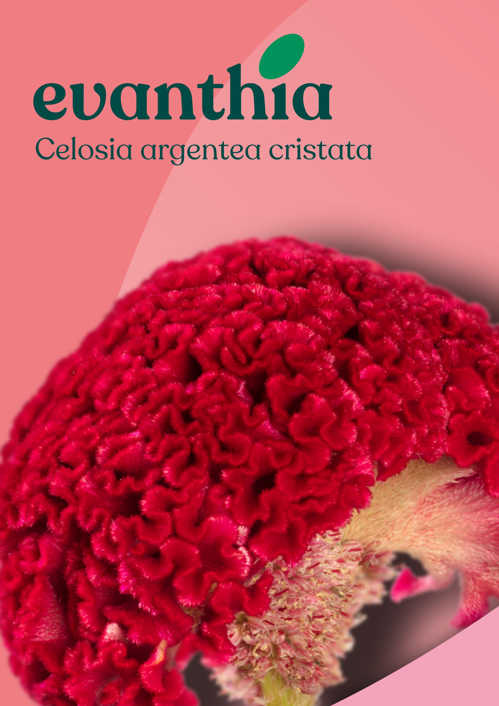 Celosia argentea cristata Leaflet by Evanthia Seeds & Plants - Issuu