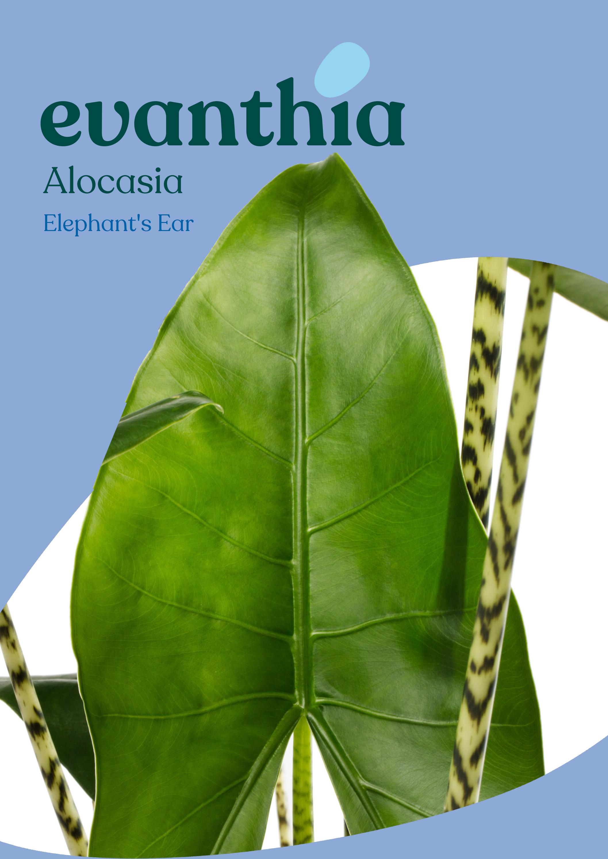 Alocasia Leaflet by Evanthia Seeds & Plants - Issuu