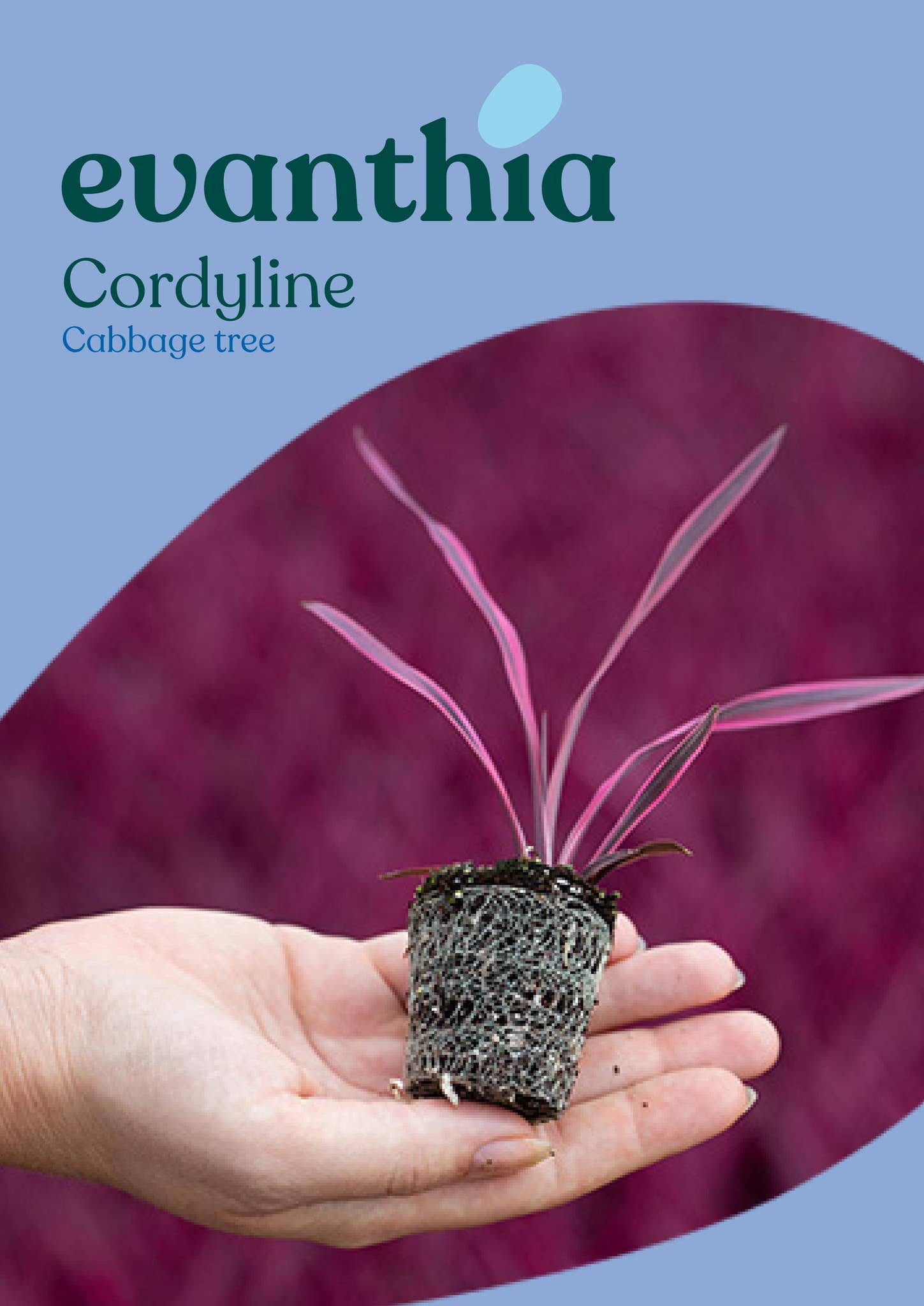 Cordyline Leaflet by Evanthia Seeds & Plants - Issuu